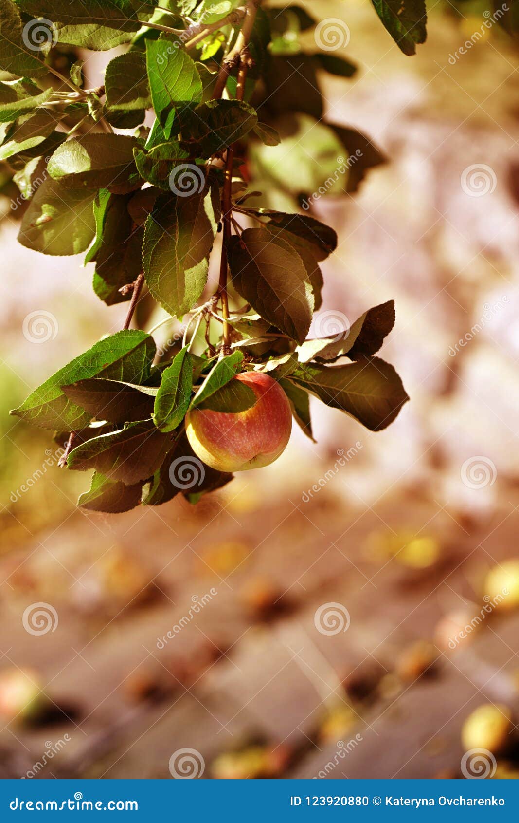 Apples on the tree in fall stock photo. Image of color - 123920880
