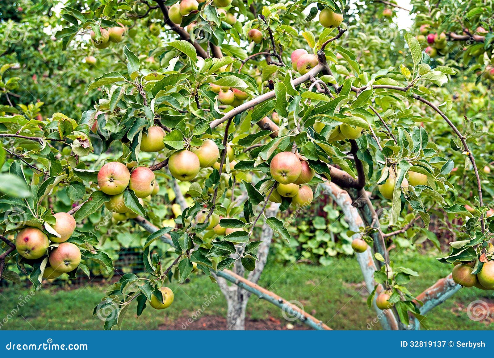 Apples on Apple Tree Branch Stock Image - Image of farm, fresh: 32819137