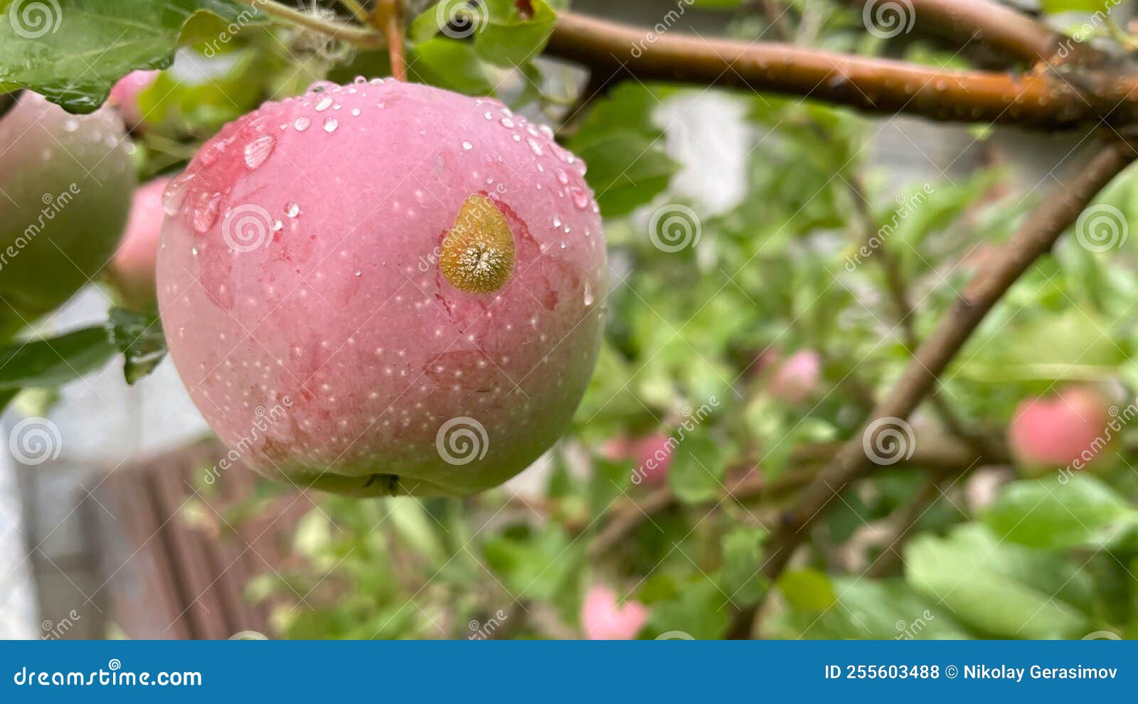Apples on Apple Tree after Rain in August. Stock Photo - Image of ...