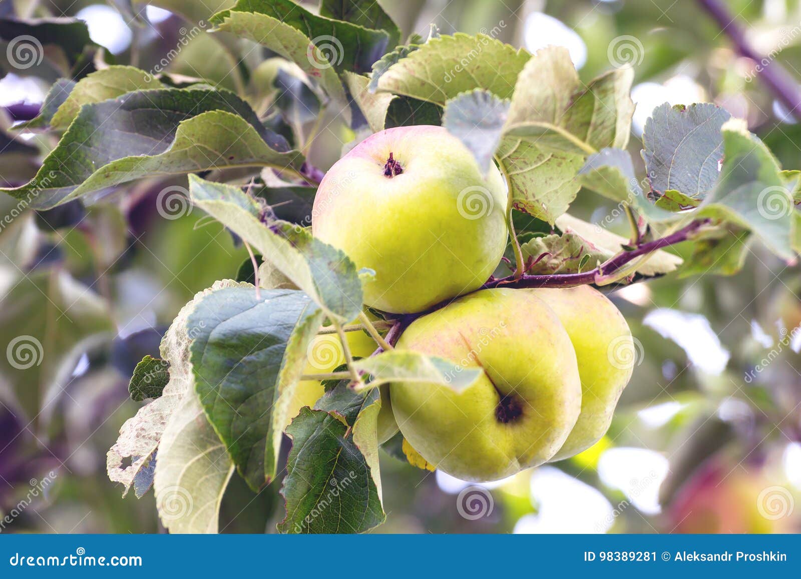 Apples on an apple tree stock image. Image of garden - 98389281