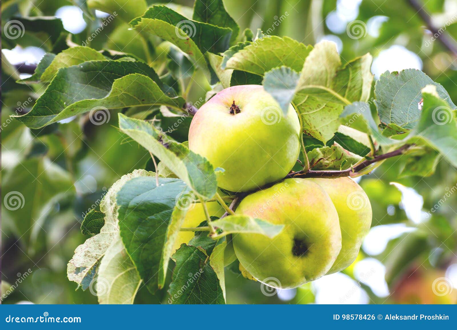 Apples on an apple tree stock photo. Image of branch - 98578426