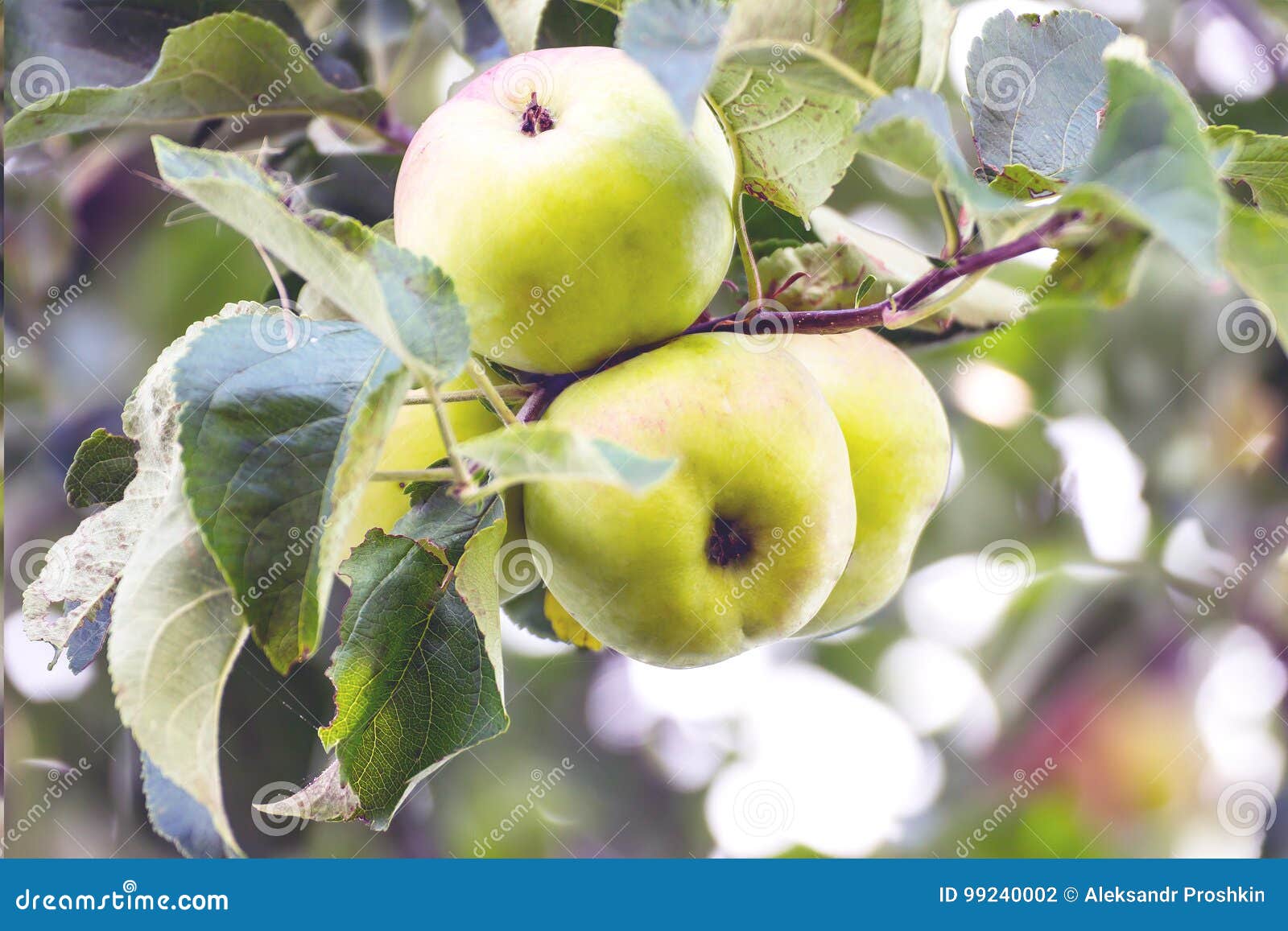 Apples on an apple tree stock photo. Image of healthy - 99240002