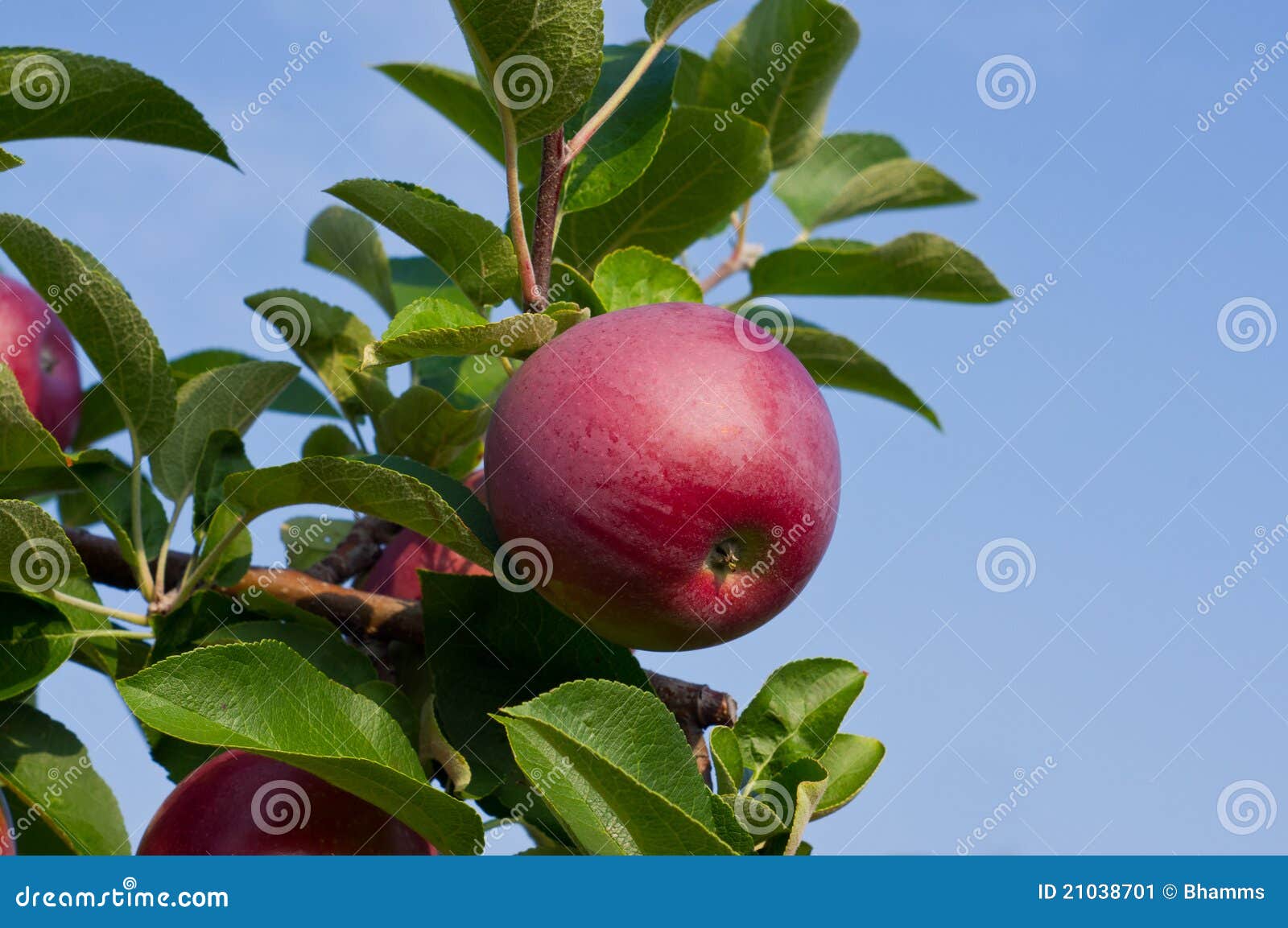 Apples and Apple Trees stock image. Image of applefest - 21038701