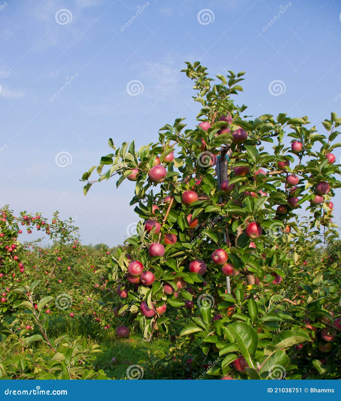 Apples and Apple Trees stock image. Image of york, fruit - 21038751