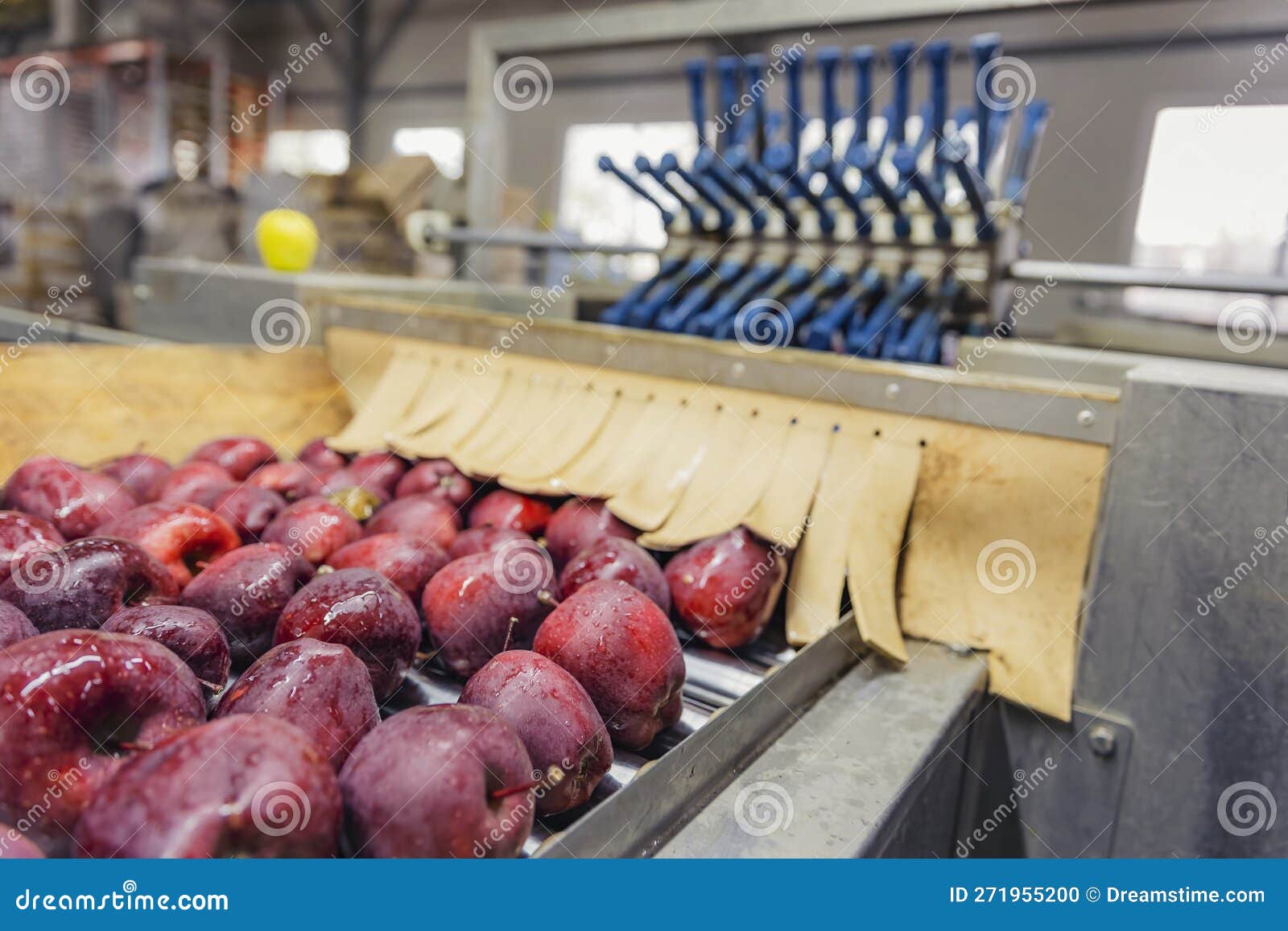 Apples on Automatic Picking Line Stock Photo - Image of diet, plant ...