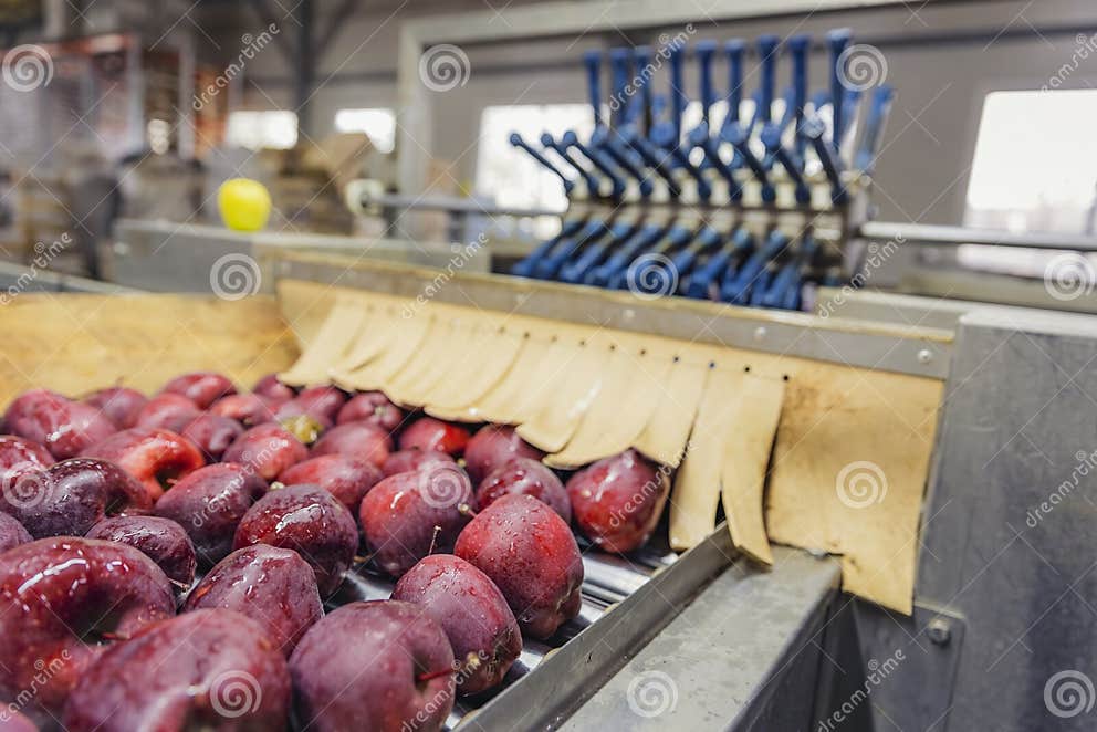 Apples on Automatic Picking Line Stock Photo - Image of diet, plant ...