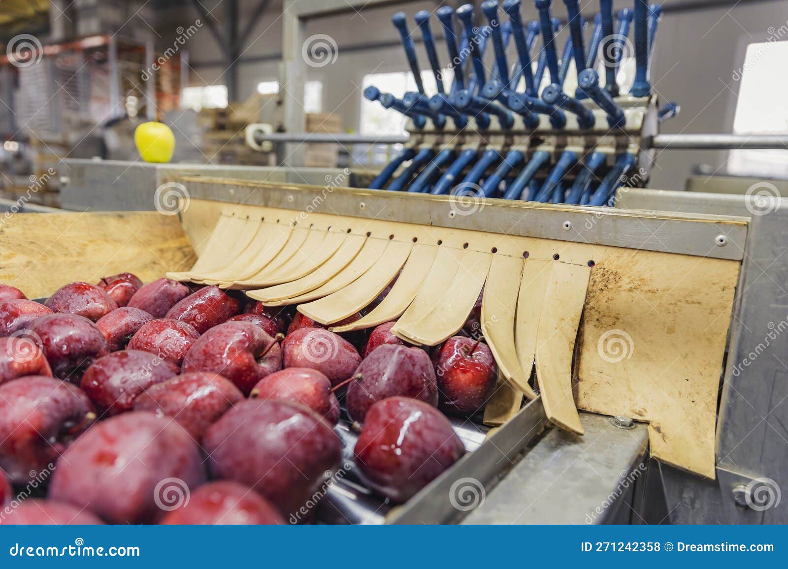 Apples on Automatic Picking Line Stock Photo - Image of fresh, apple ...