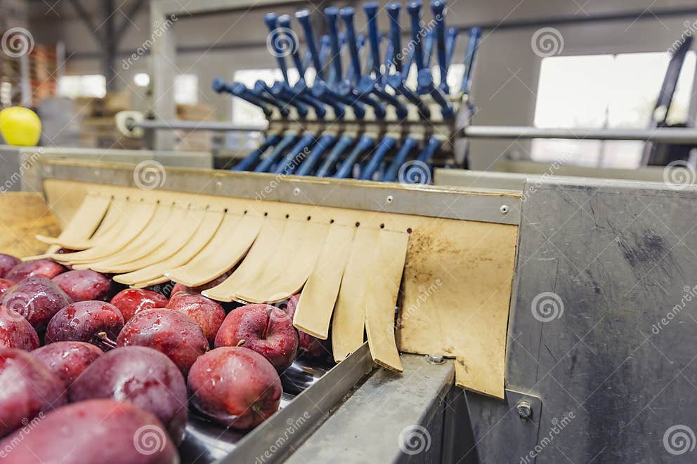 Apples on Automatic Picking Line Stock Photo - Image of health, branch ...