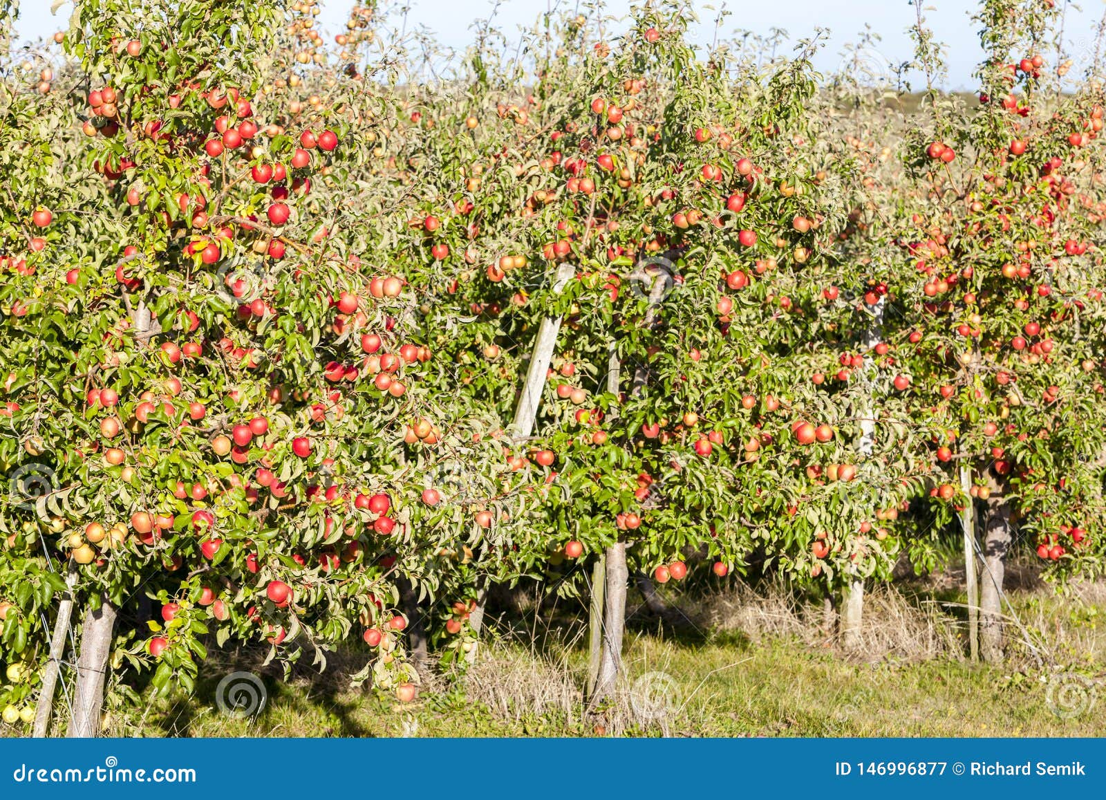 Apples in autumn stock image. Image of nature, apple - 146996877