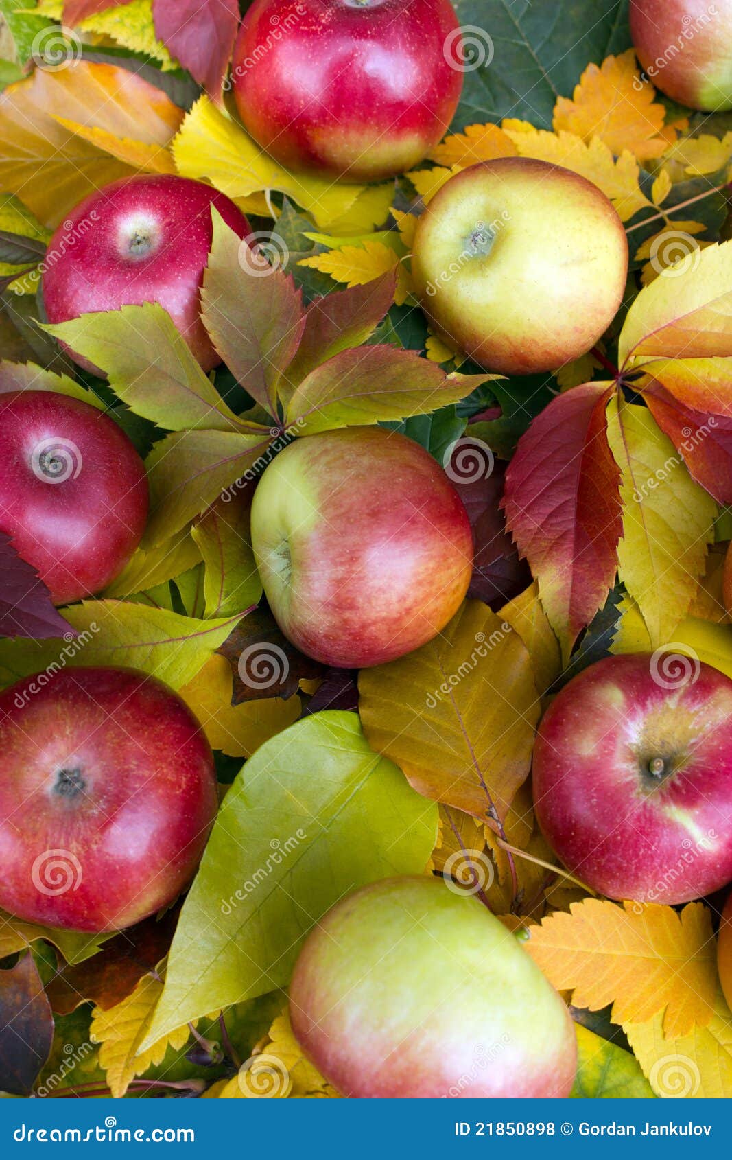 Apples and autumun leaves stock photo. Image of fruit - 21850898