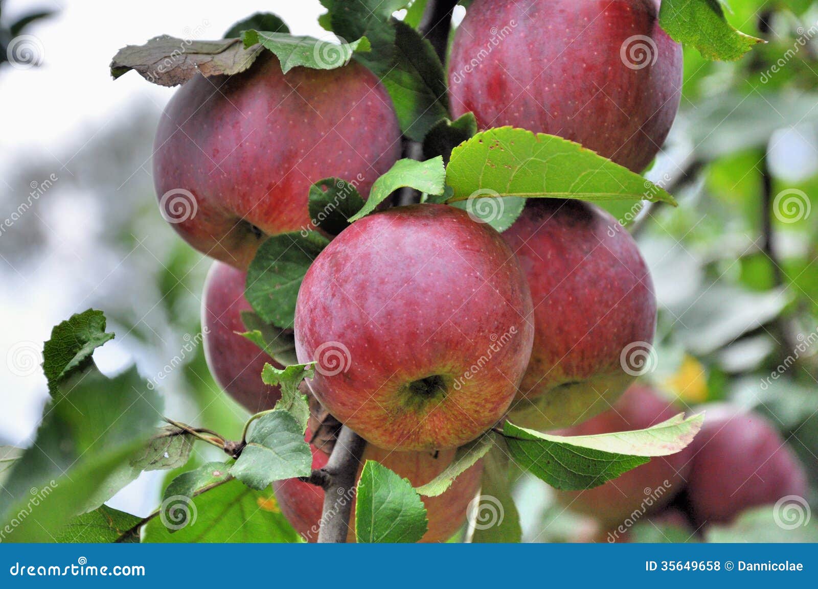 Red Riped Apple on Tree Branch Stock Photo - Image of eating ...