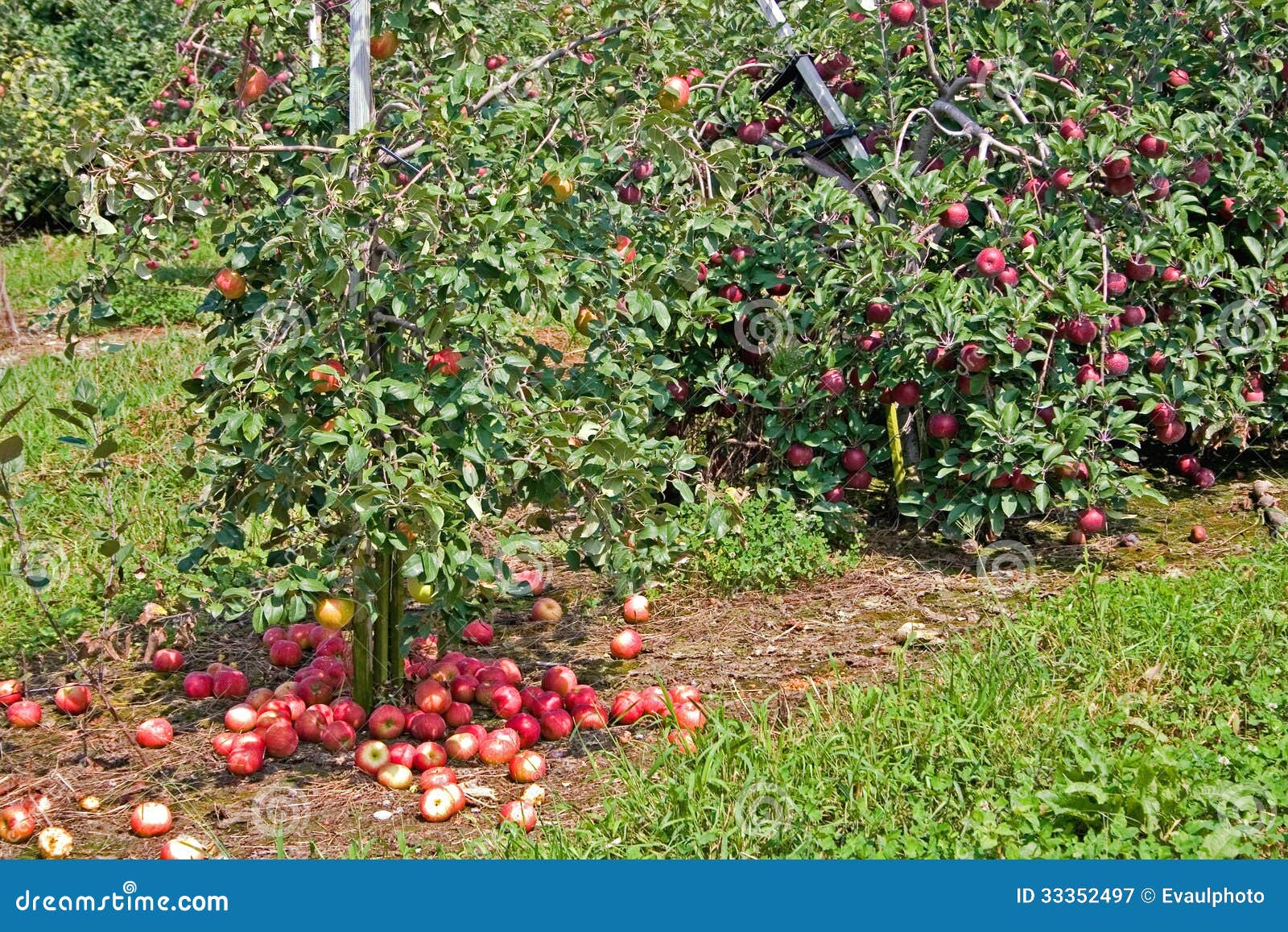 Apples Below a Tree stock image. Image of branch, farm - 33352497