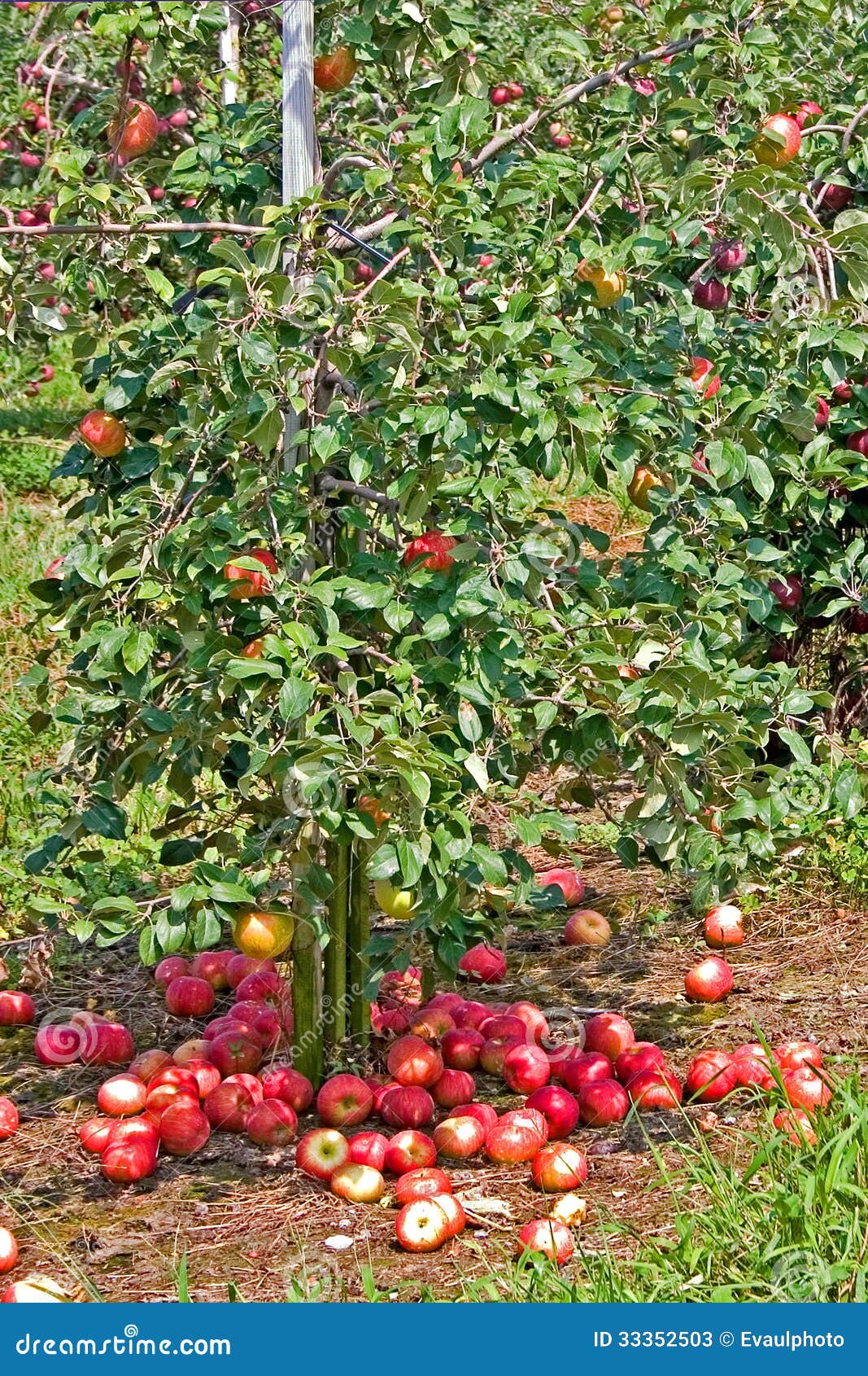 Apples Below a Tree (vertical) Stock Image - Image of farm, rural: 33352503