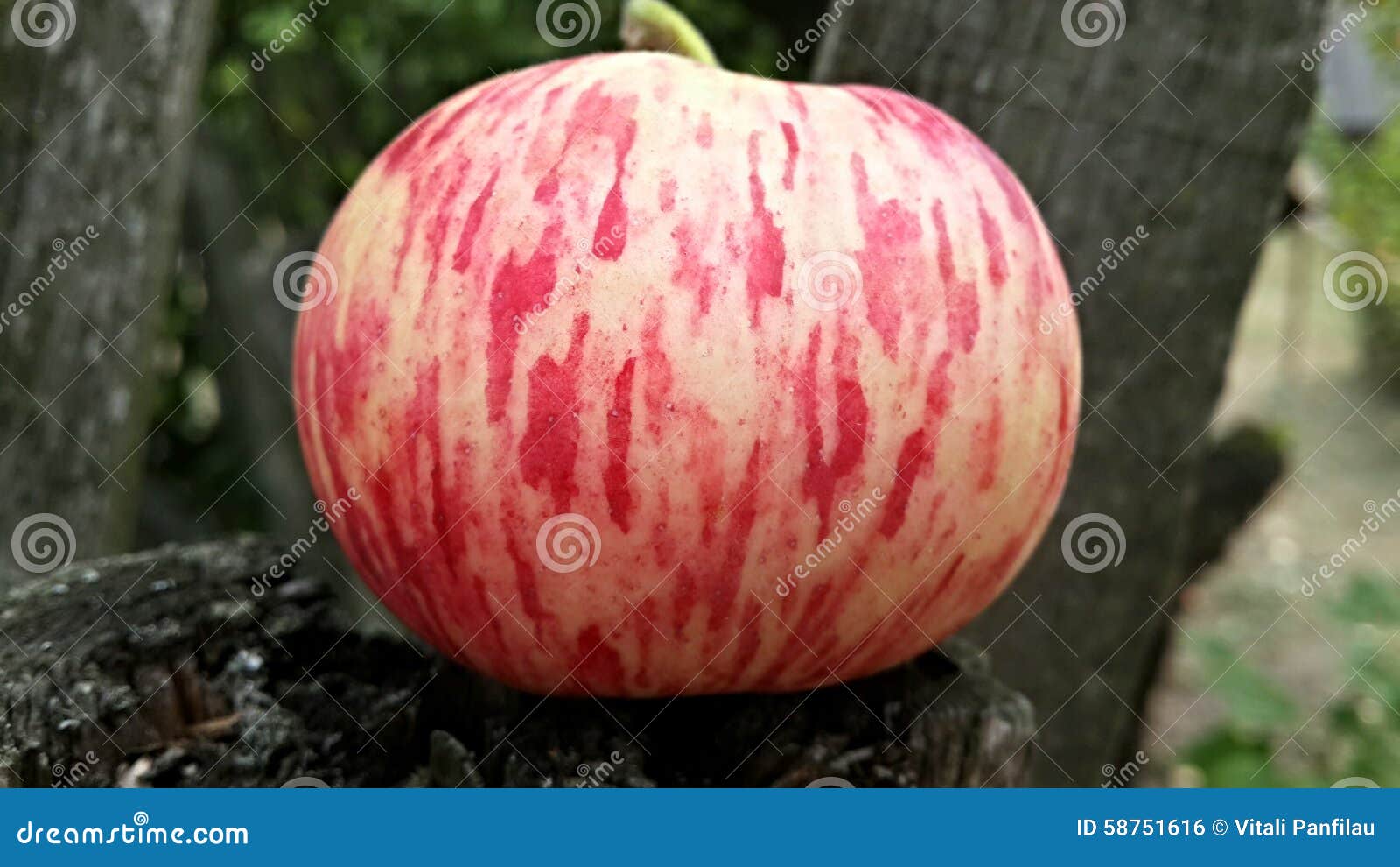 Apples stock photo. Image of fruits, vitamins, freshness - 58751616