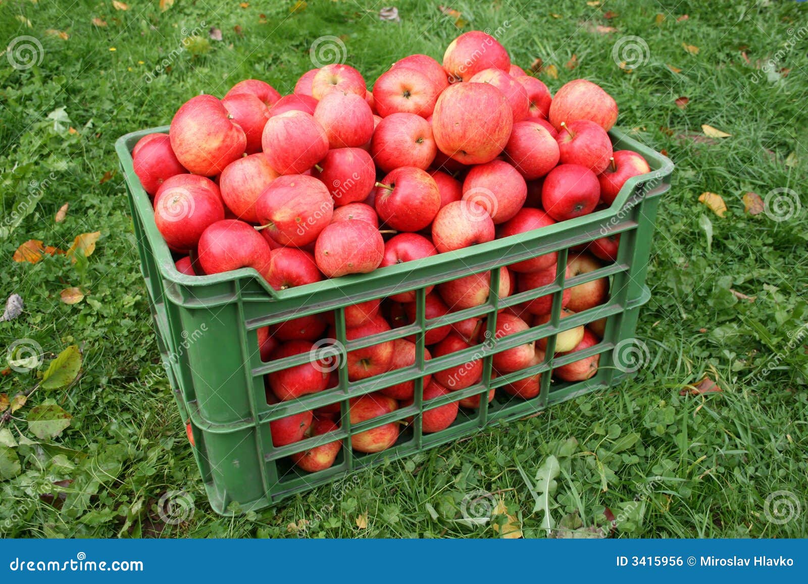 Apples in the box stock photo. Image of produce, farm - 3415956