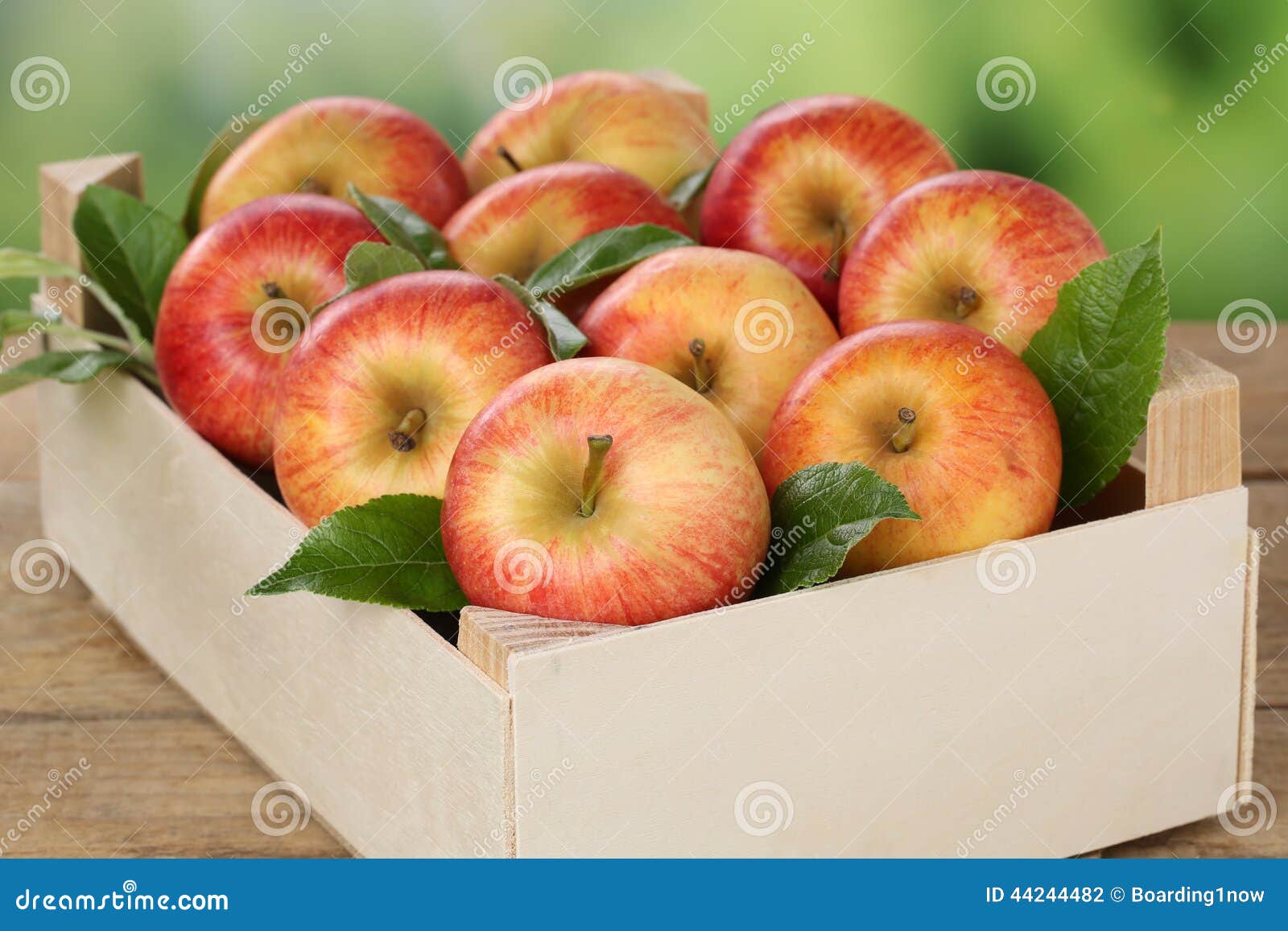 Apples in a box in autumn stock photo. Image of autumn - 44244482