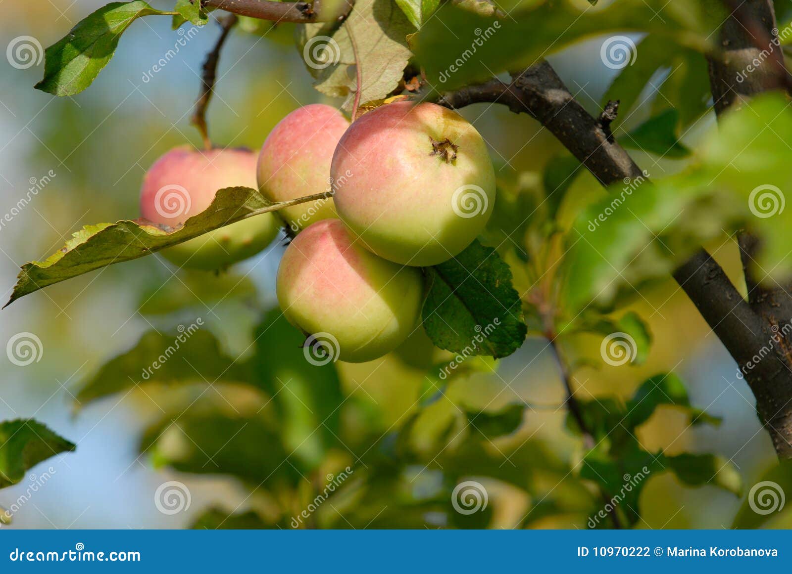 Apples on branch stock photo. Image of fruit, apple, leaf - 10970222