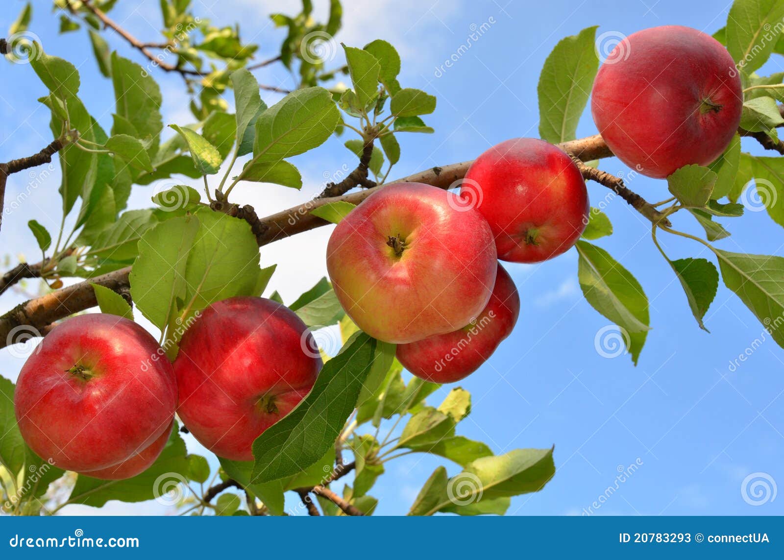 Apples on a branch stock image. Image of nature, vegetarian - 20783293