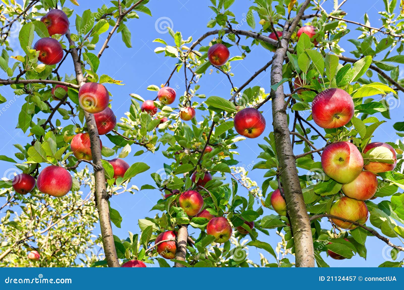 Apples on a branch stock image. Image of crop, brightly - 21124457