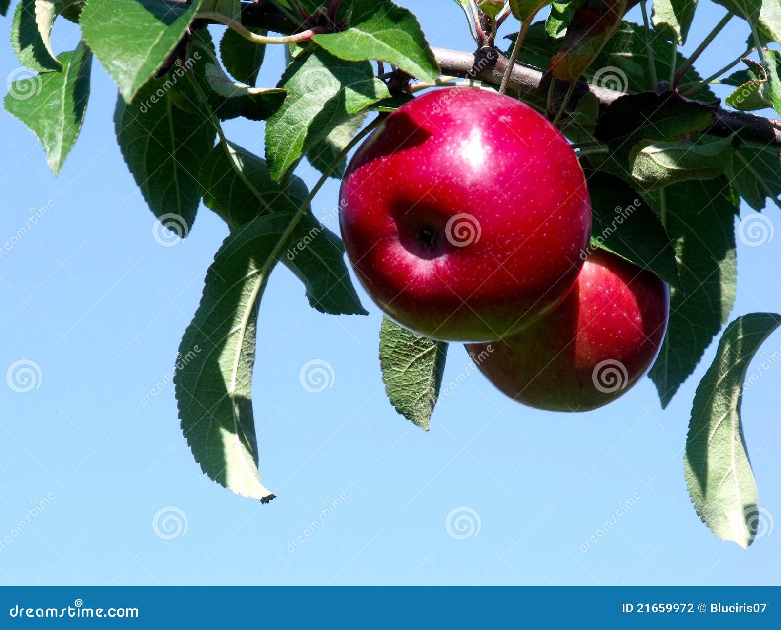 Apples on a Branch stock photo. Image of crop, pair, fruit - 21659972