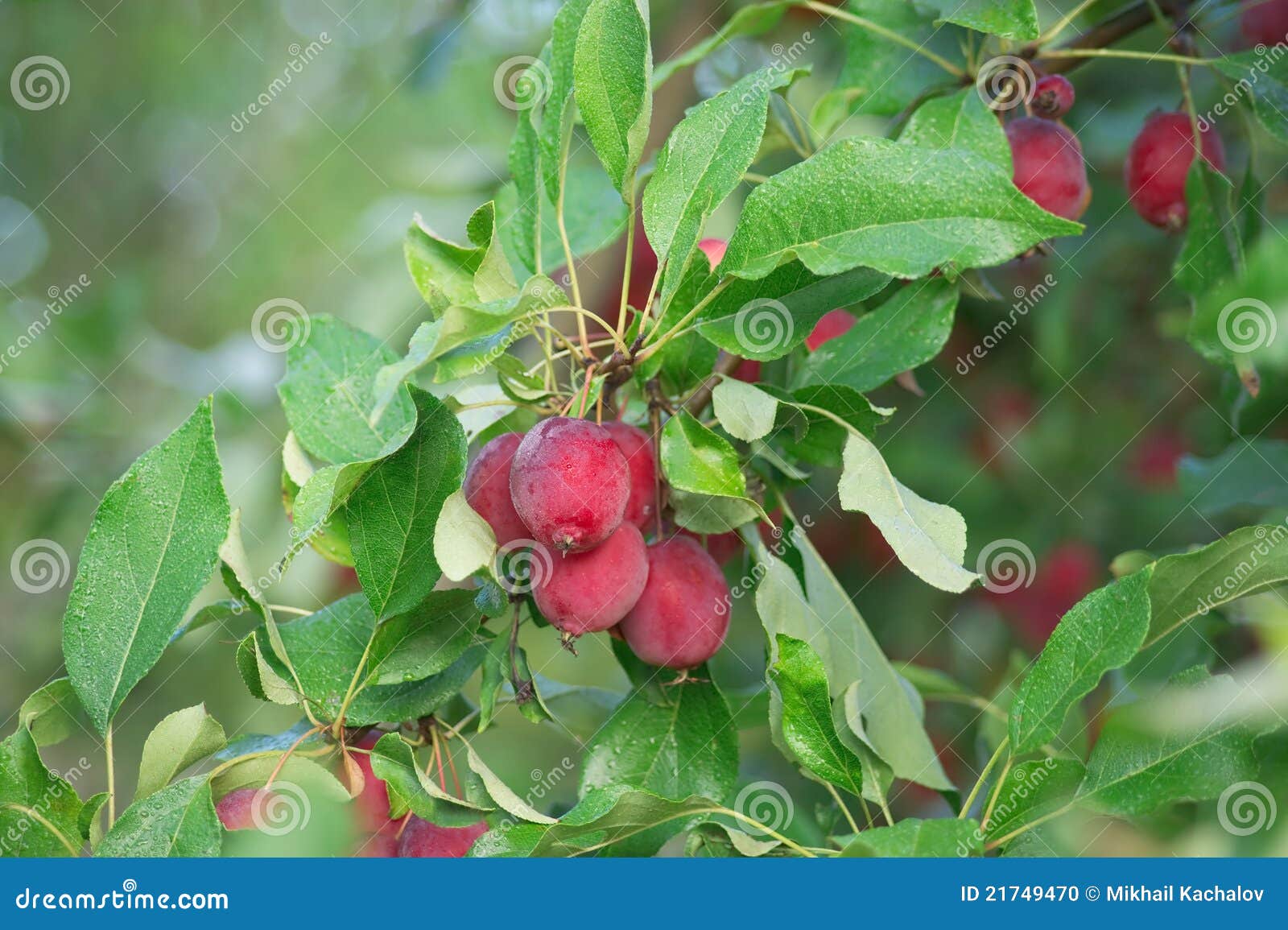 Apples on a branch stock photo. Image of harvesting, sweet - 21749470