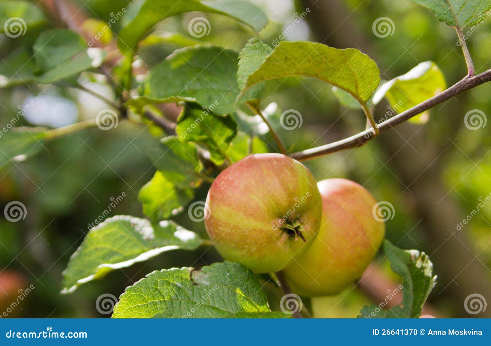 Apples on a branch stock photo. Image of farming, color - 26641370