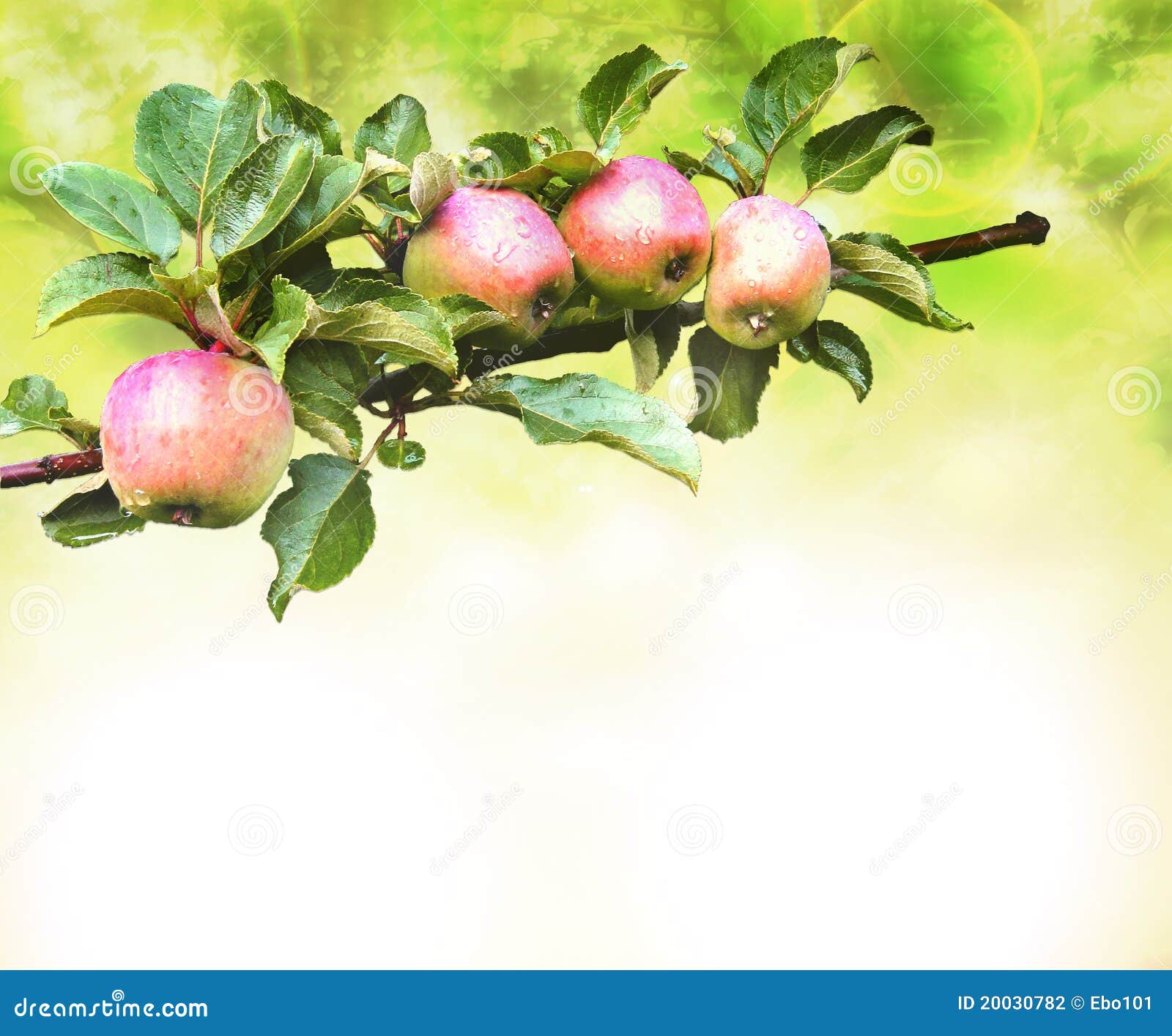 Apples branch background stock photo. Image of farming - 20030782