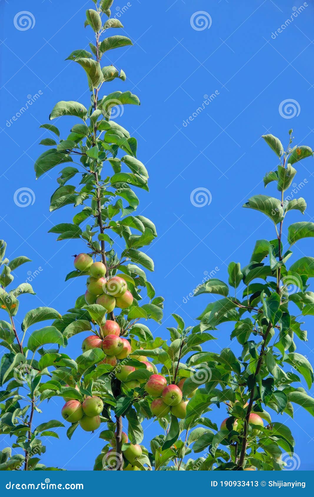 Apples on branch stock image. Image of apples, leaf - 190933413