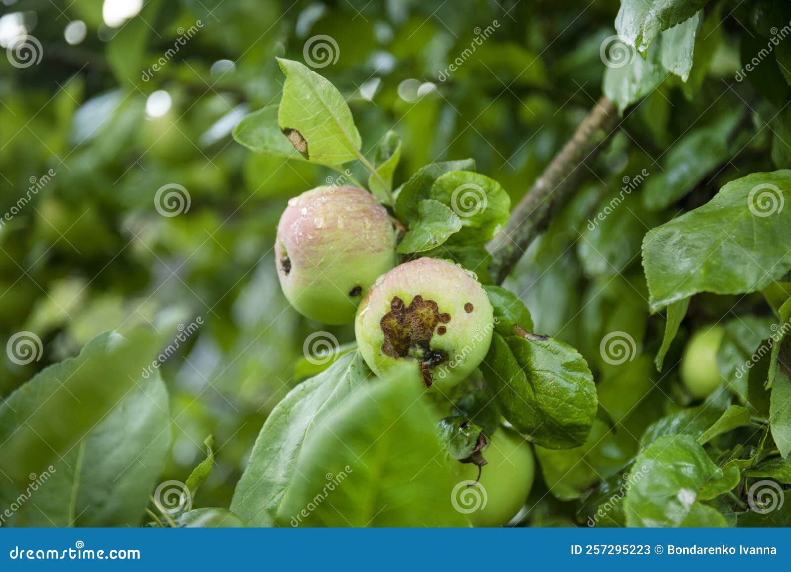 Apples on Branch Infected by the Fruit Scab Venturia Inaequalis Stock ...