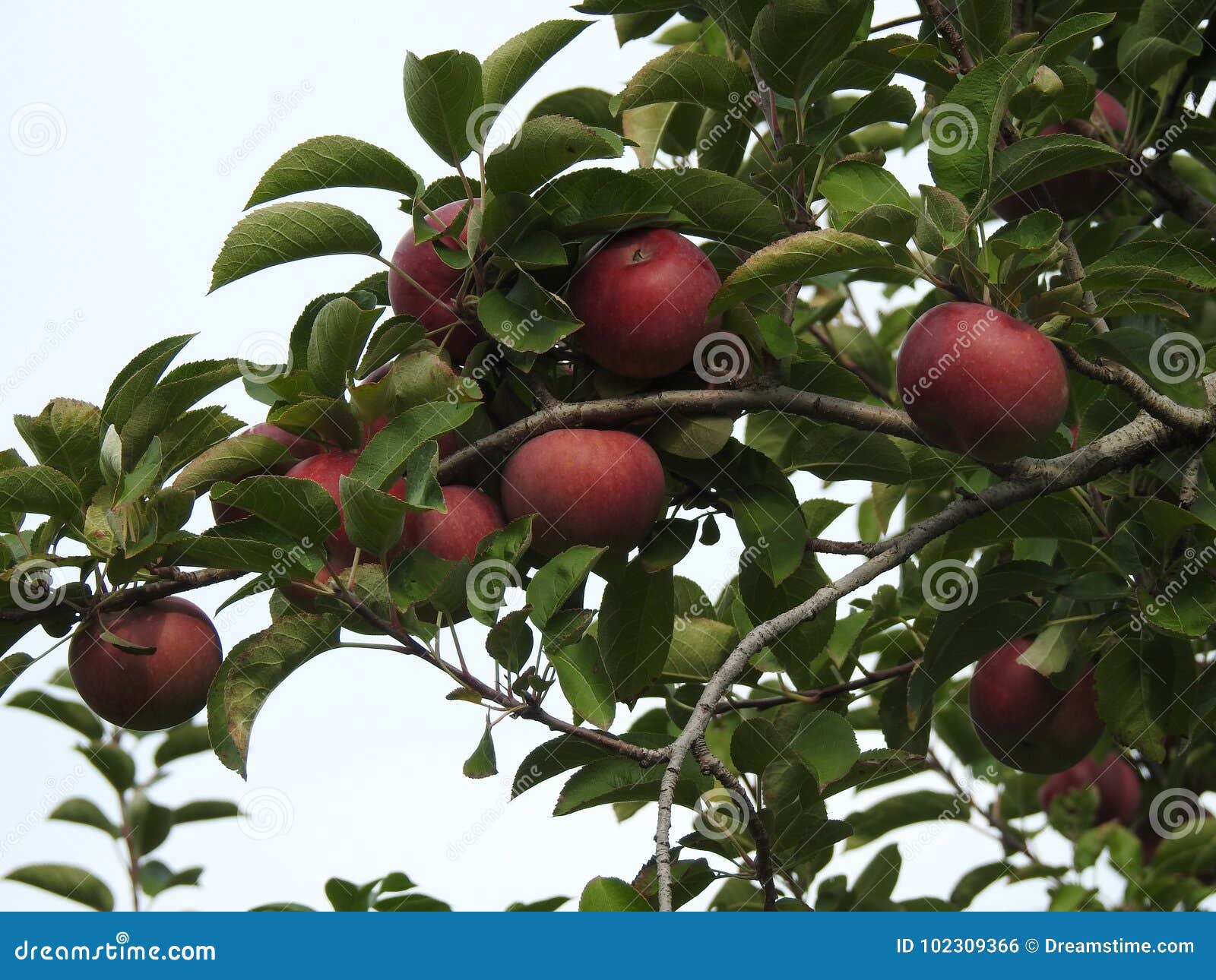 Apples on a branch stock photo. Image of tree, fall - 102309366