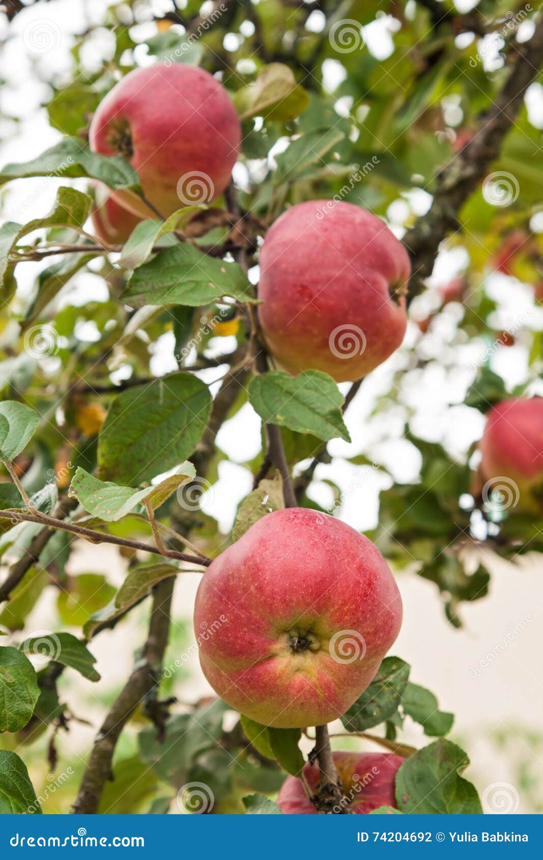 Apples on a branch stock photo. Image of fall, color - 74204692