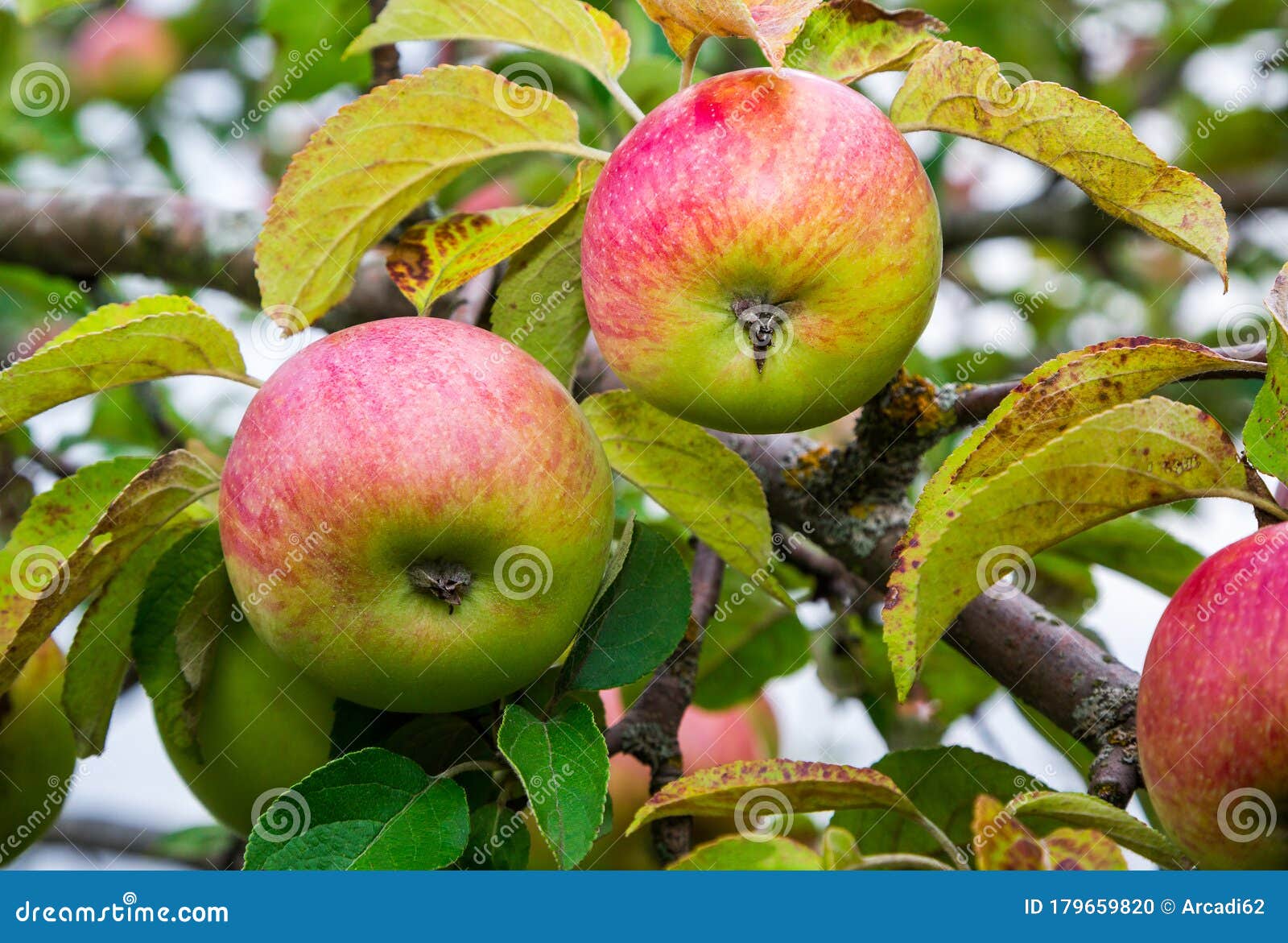 Apples on a branch stock photo. Image of apples, rural - 179659820