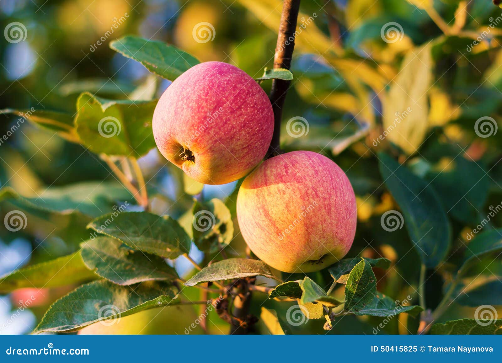 Apples on a branch stock image. Image of harvest, straw - 50415825