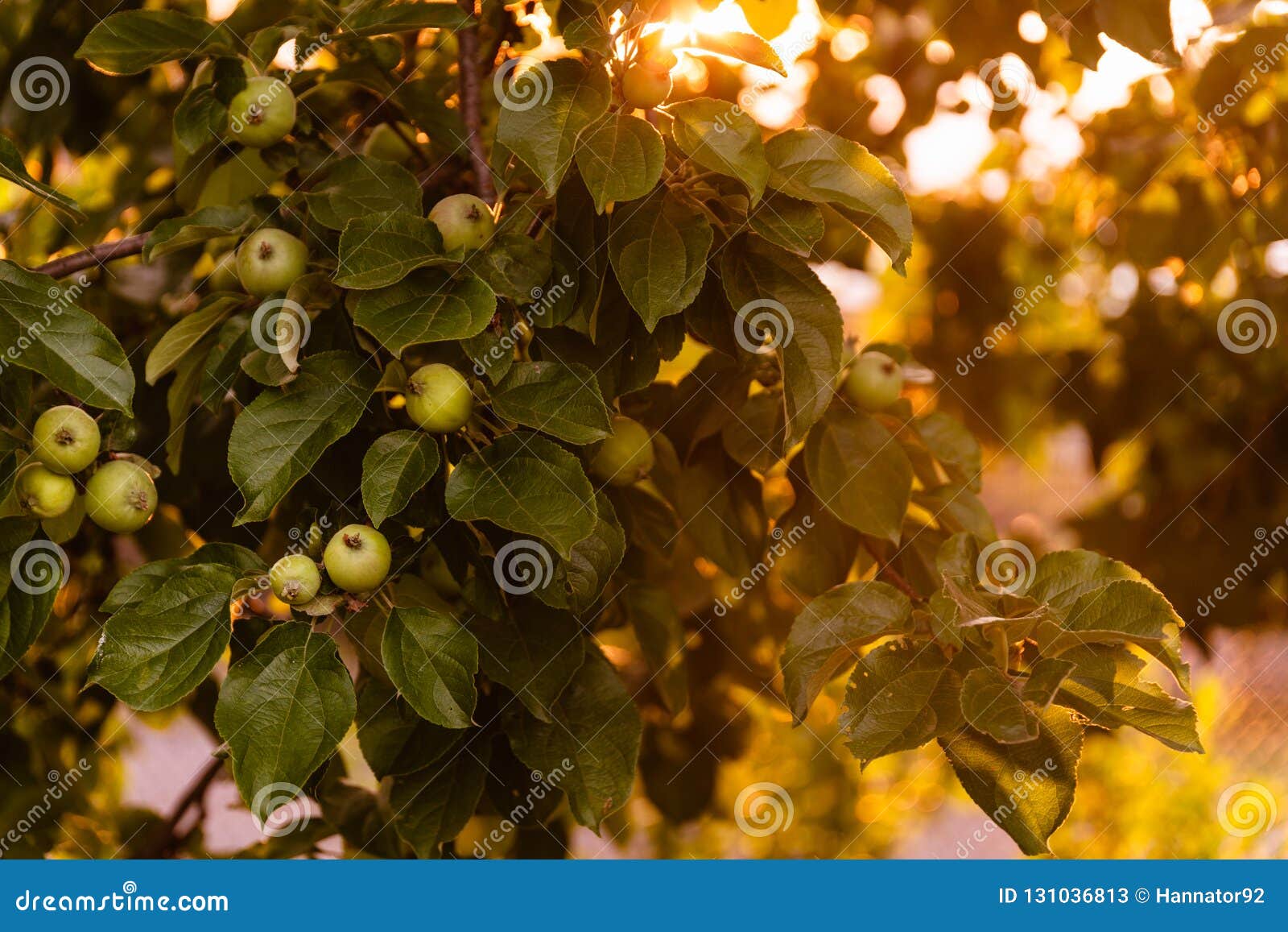 Apples on a Branches in a Garden during Sunset Stock Image - Image of ...