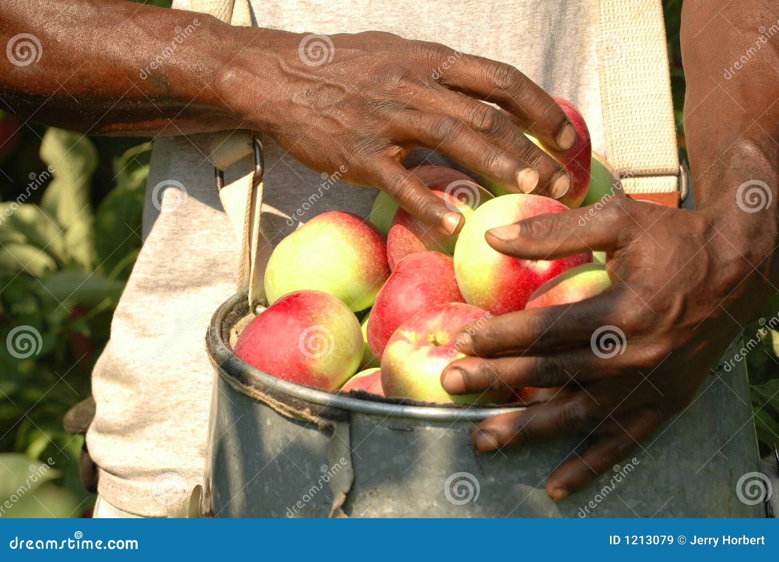 Apples in bucket stock image. Image of full, autumn, summer - 1213079