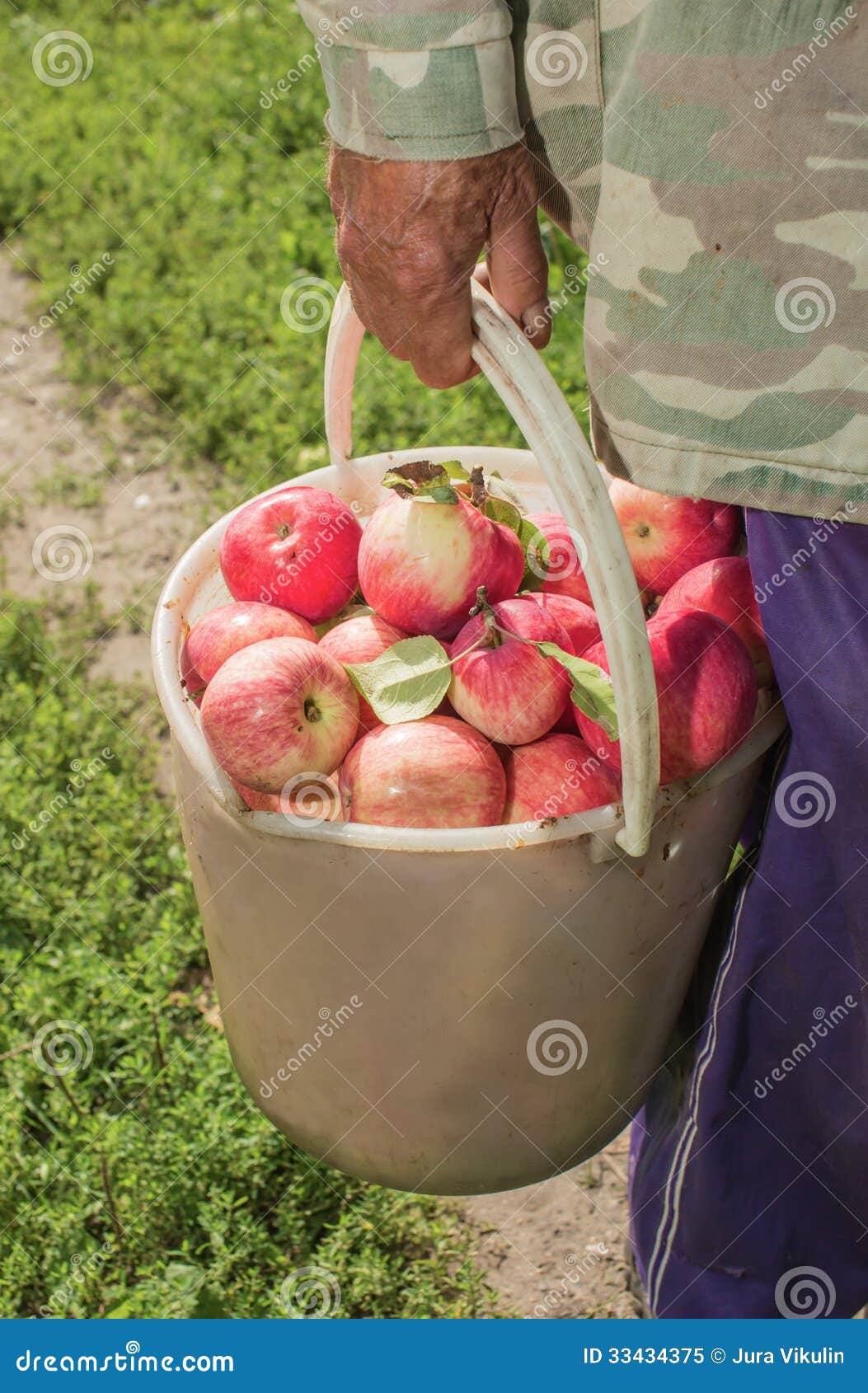 Apples in a bucket stock image. Image of worker, container - 33434375