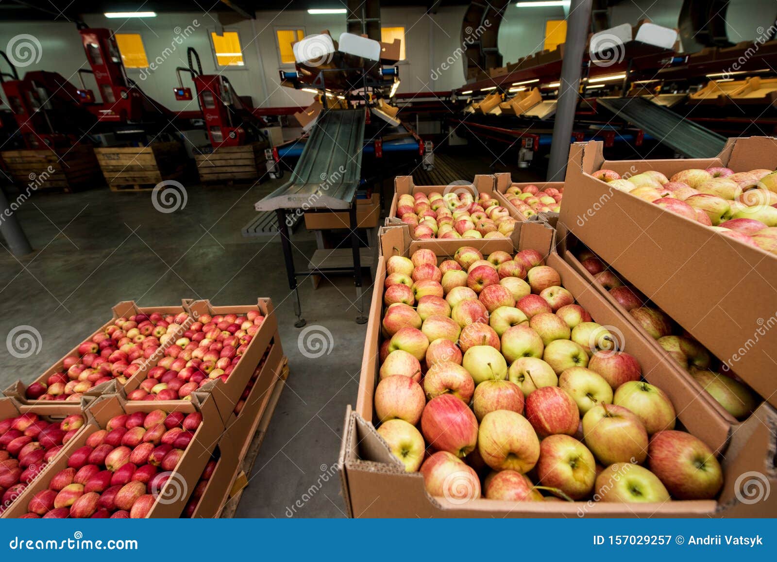 Apples in Cardboard Boxes at a Fruit Factory with Packing Equipment ...