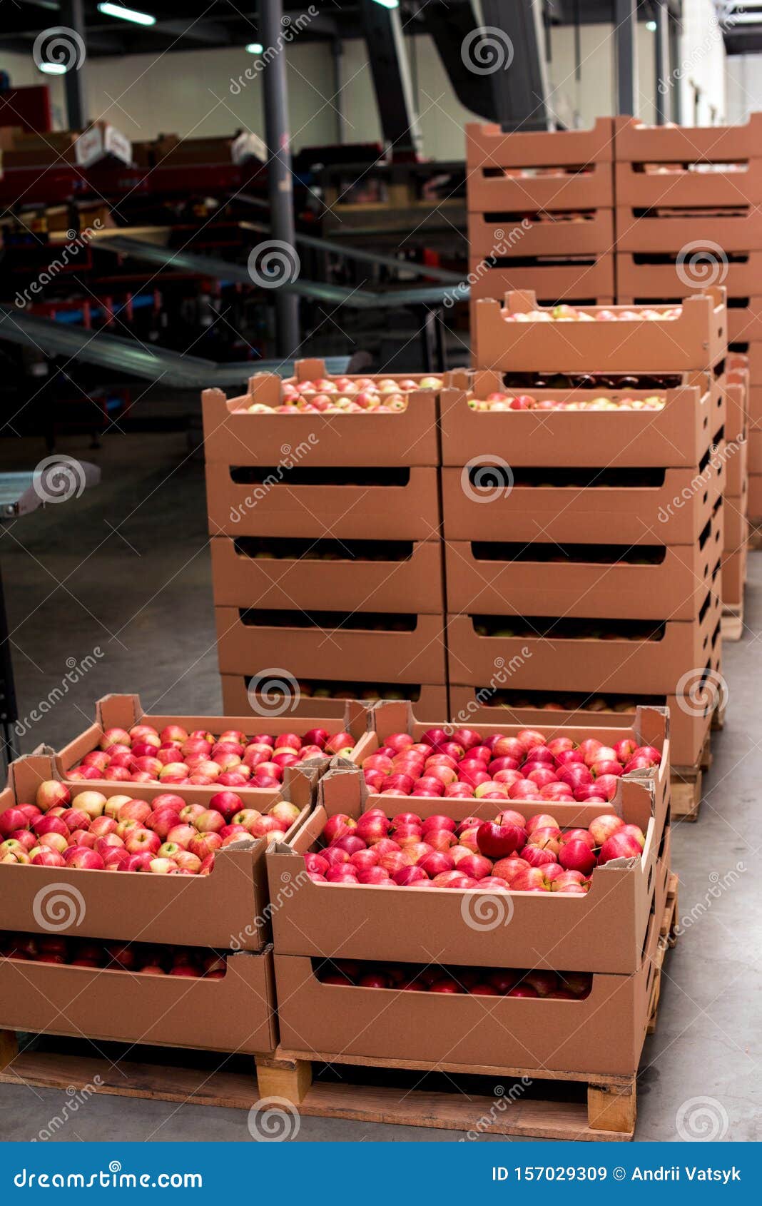 Apples in Cardboard Boxes at a Fruit Factory with Packing Equipment ...
