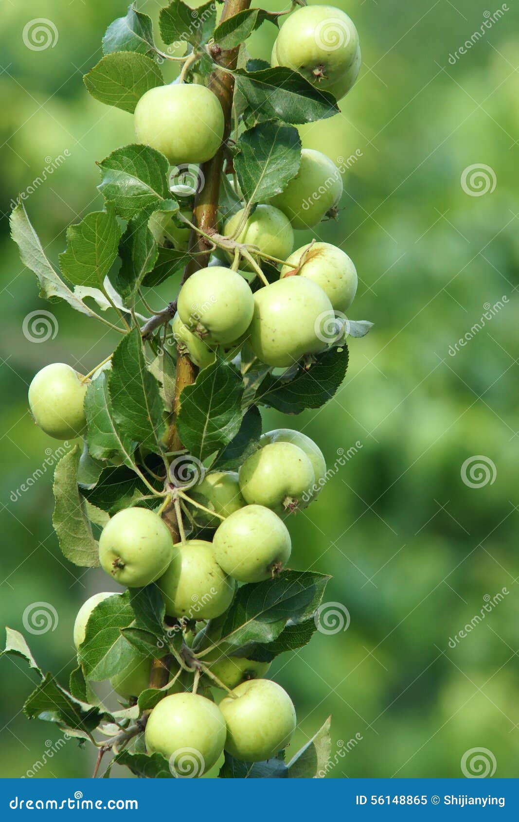 Apples stock image. Image of unripe, closeup, apples - 56148865