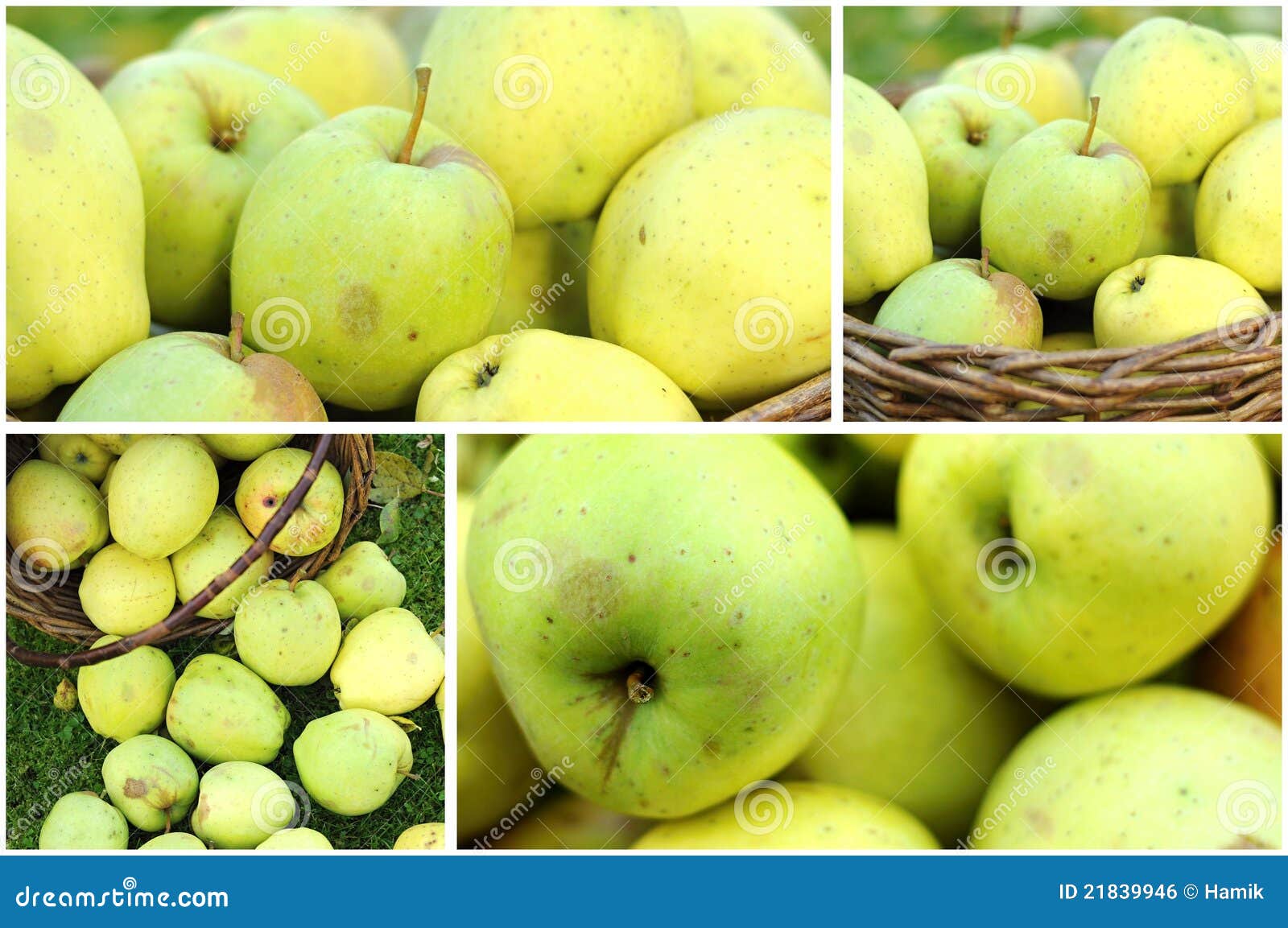 Apples collage stock photo. Image of lawn, leaf, apples - 21839946