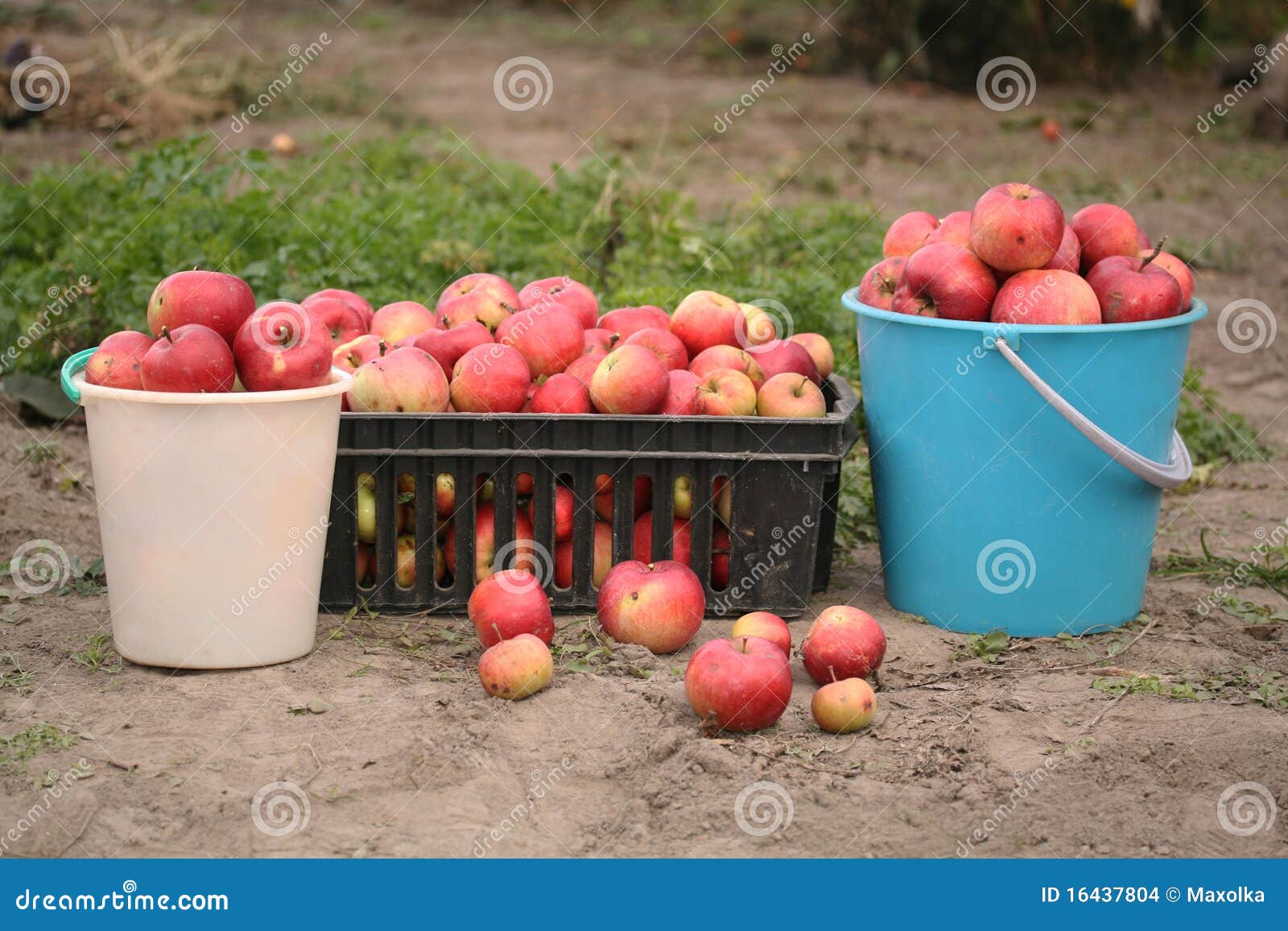 Apples crop stock photo. Image of autumn, harvest, bucket - 16437804