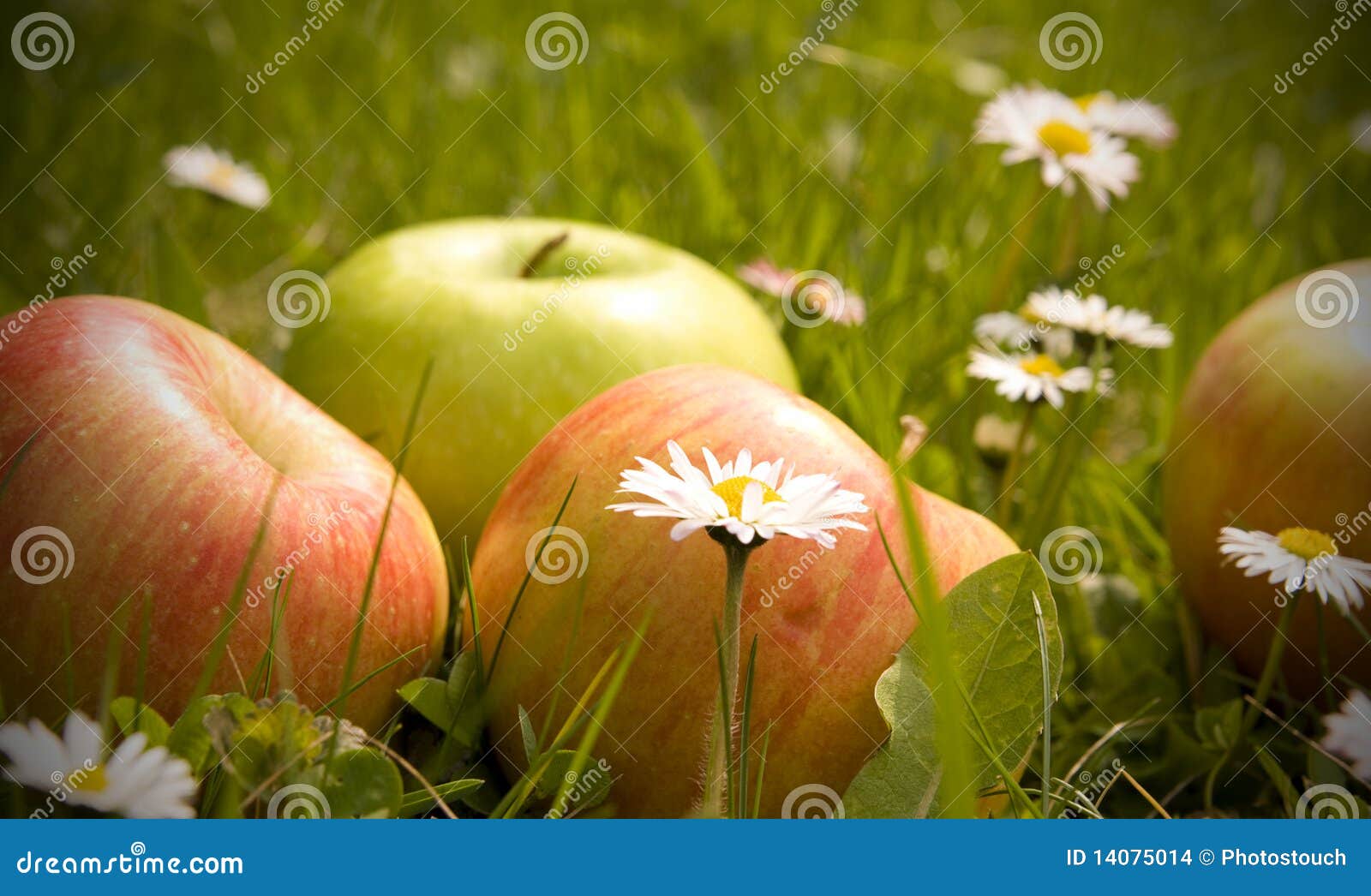 Apples and daisy flowers stock photo. Image of nutrition - 14075014