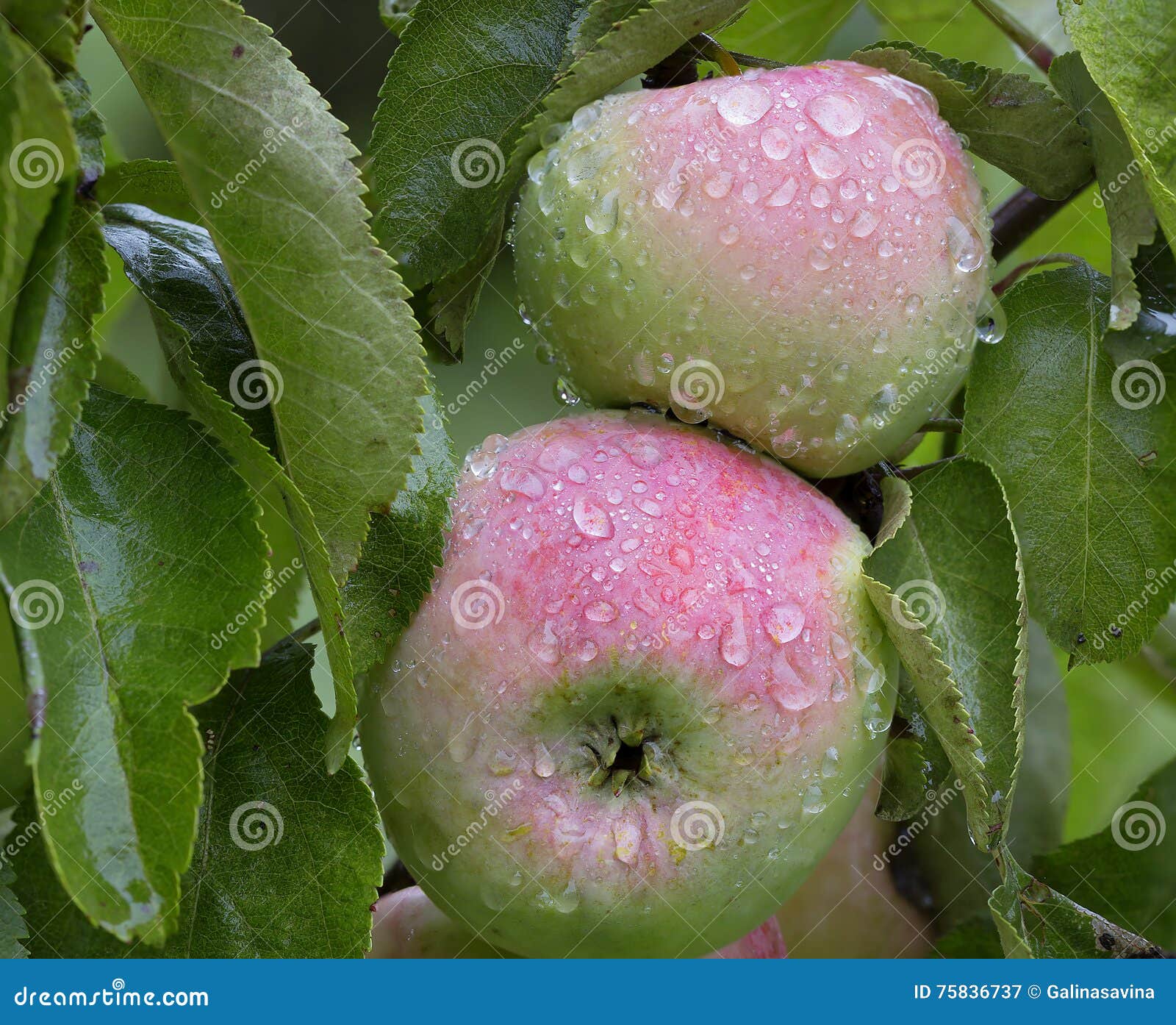 Apples in the Drops of Rain Stock Image - Image of food, ingredient ...