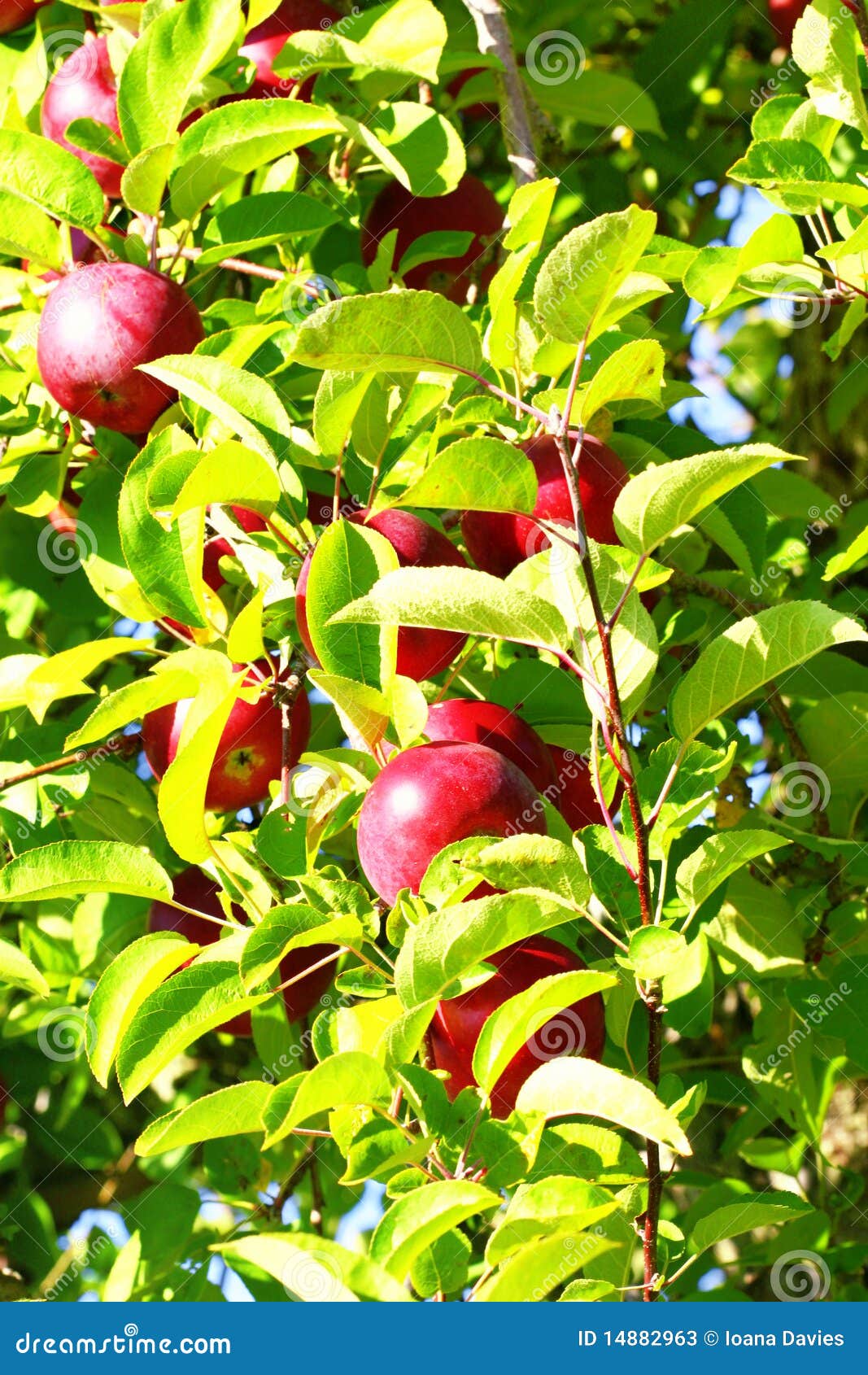 Apples in the fall stock image. Image of hang, seasonal - 14882963
