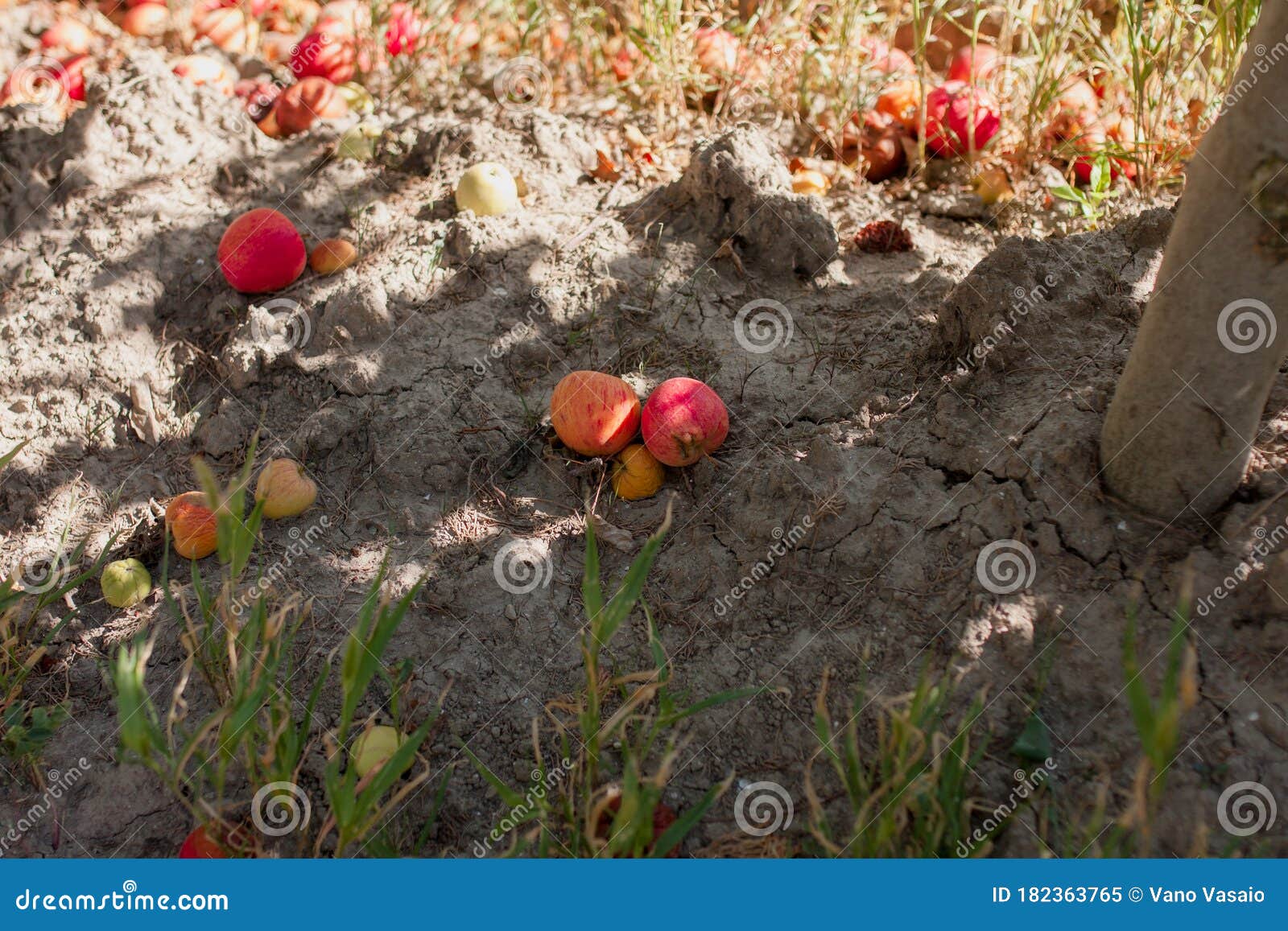Apples Fall To the Ground and Rot Stock Image - Image of farm, plant ...