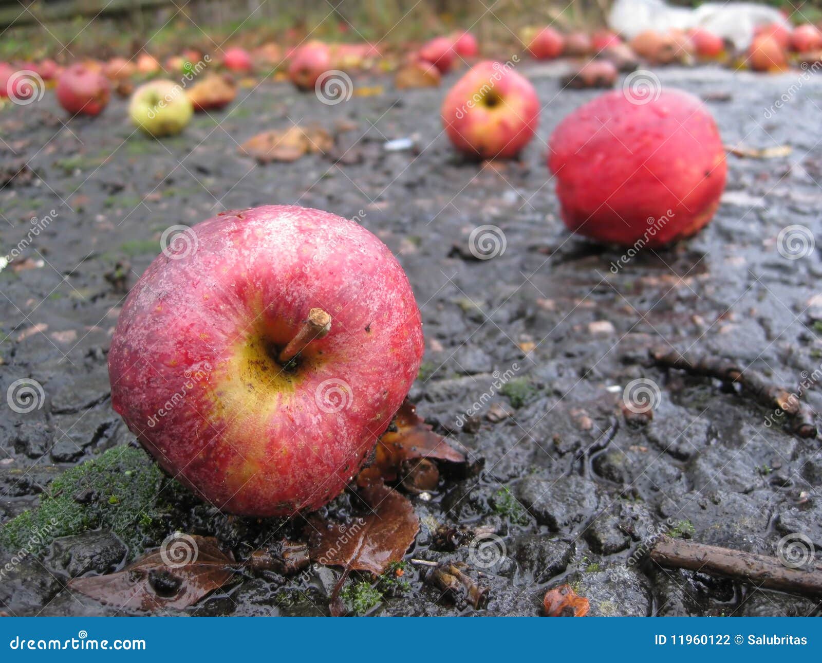 Apples fallen on wet road stock photo. Image of fallen - 11960122