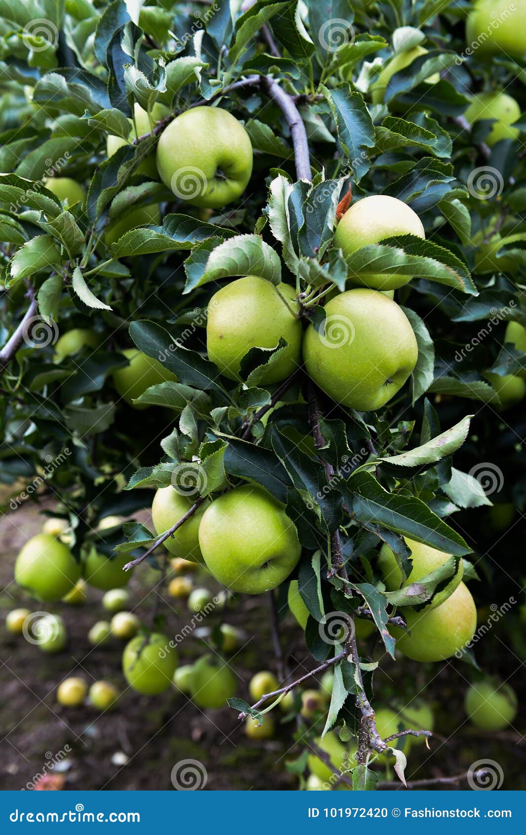 Apples at the farm stock photo. Image of agriculture - 101972420