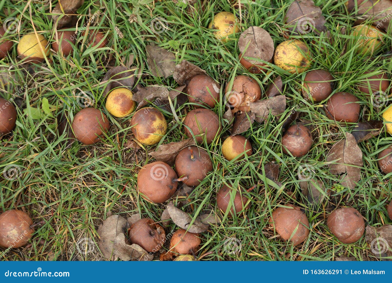Apples that Fell from a Tree Rot on the Ground Stock Image - Image of ...