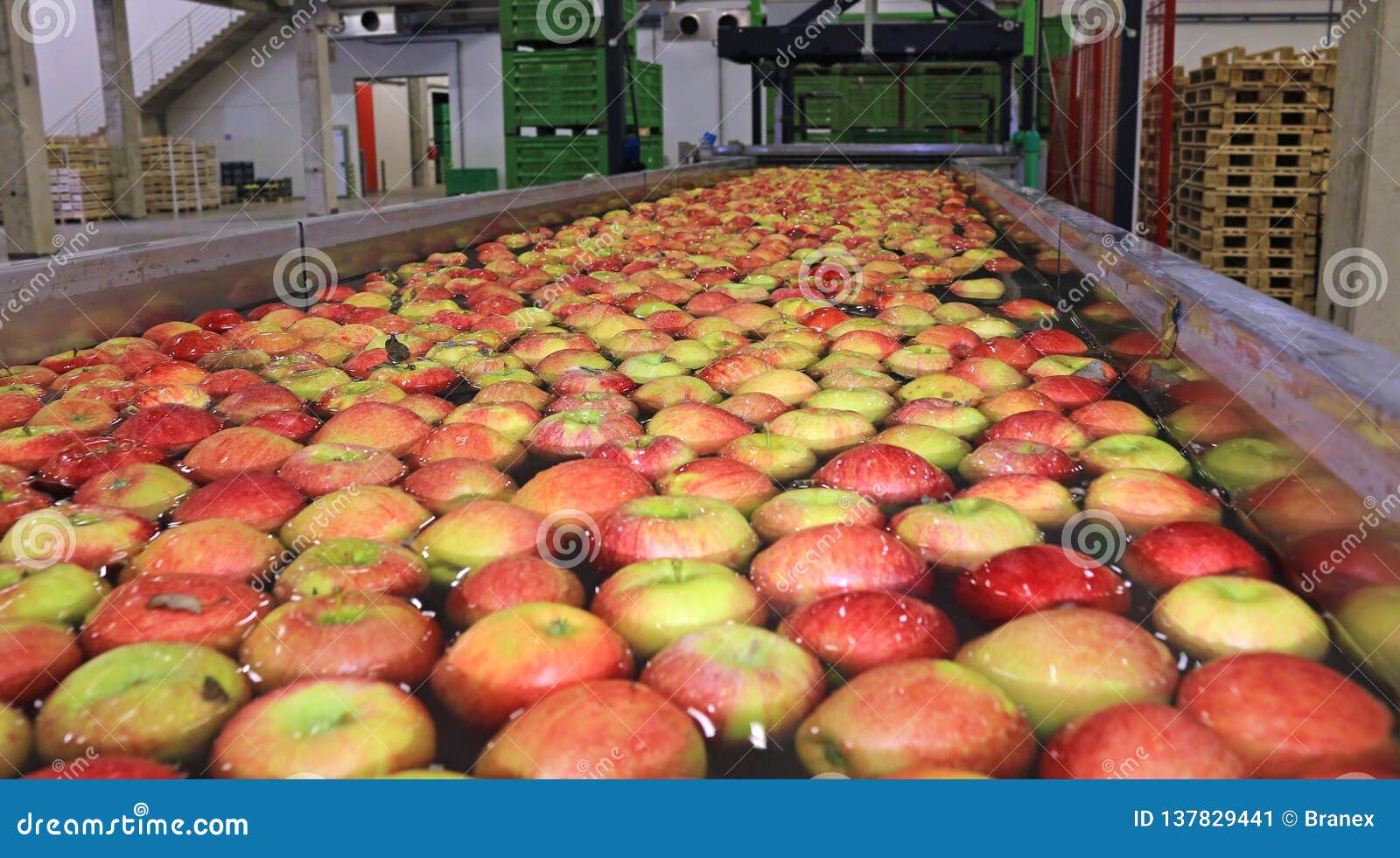 Apples packing warehouse stock image. Image of conveyor - 137829441