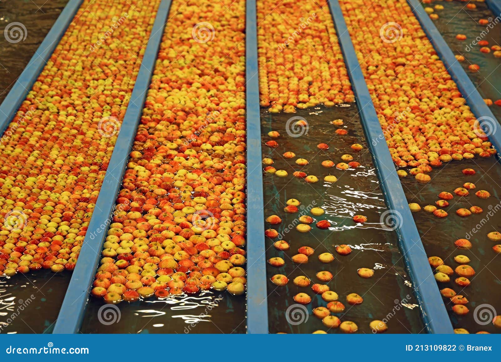 Apples Floating in a Fruit Packing Warehouse Stock Photo - Image of ...